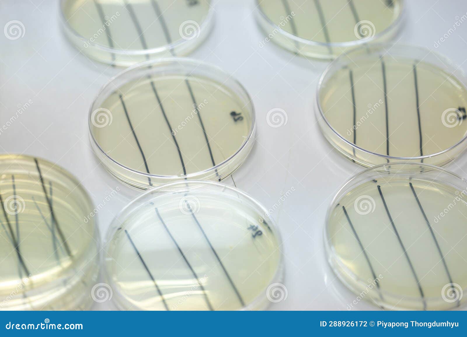 Bacteria in Shrimp in the Laboratory. Stock Photo - Image of dropper ...