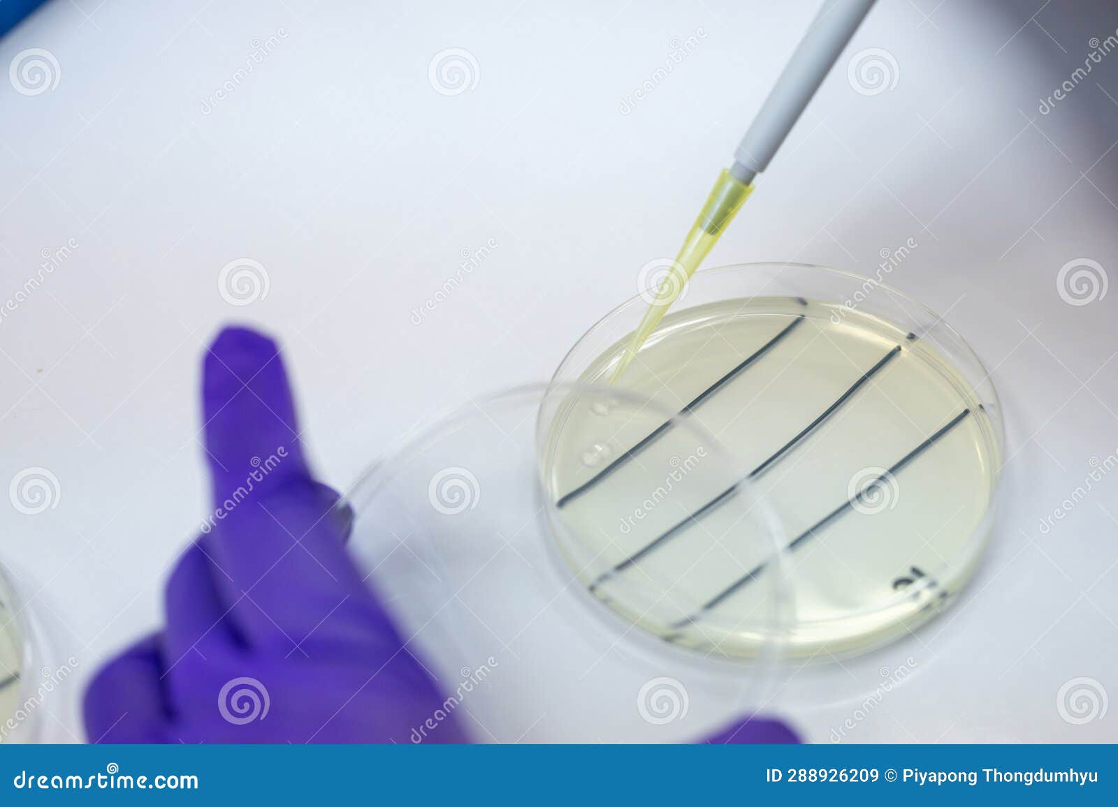 Bacteria in Shrimp in the Laboratory. Stock Image - Image of equipment ...
