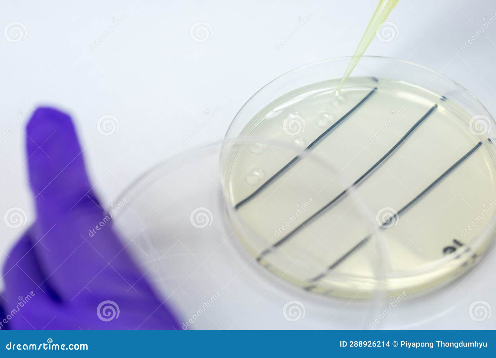 Bacteria in Shrimp in the Laboratory. Stock Photo - Image of bacterium ...