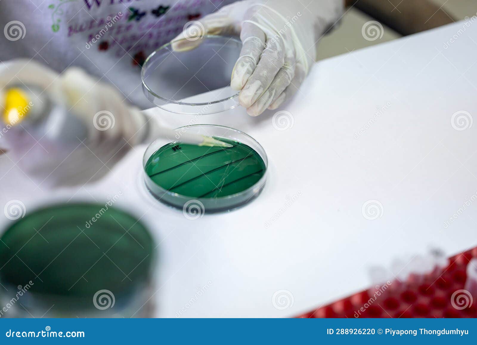 Bacteria in Shrimp in the Laboratory. Stock Photo - Image of specific ...