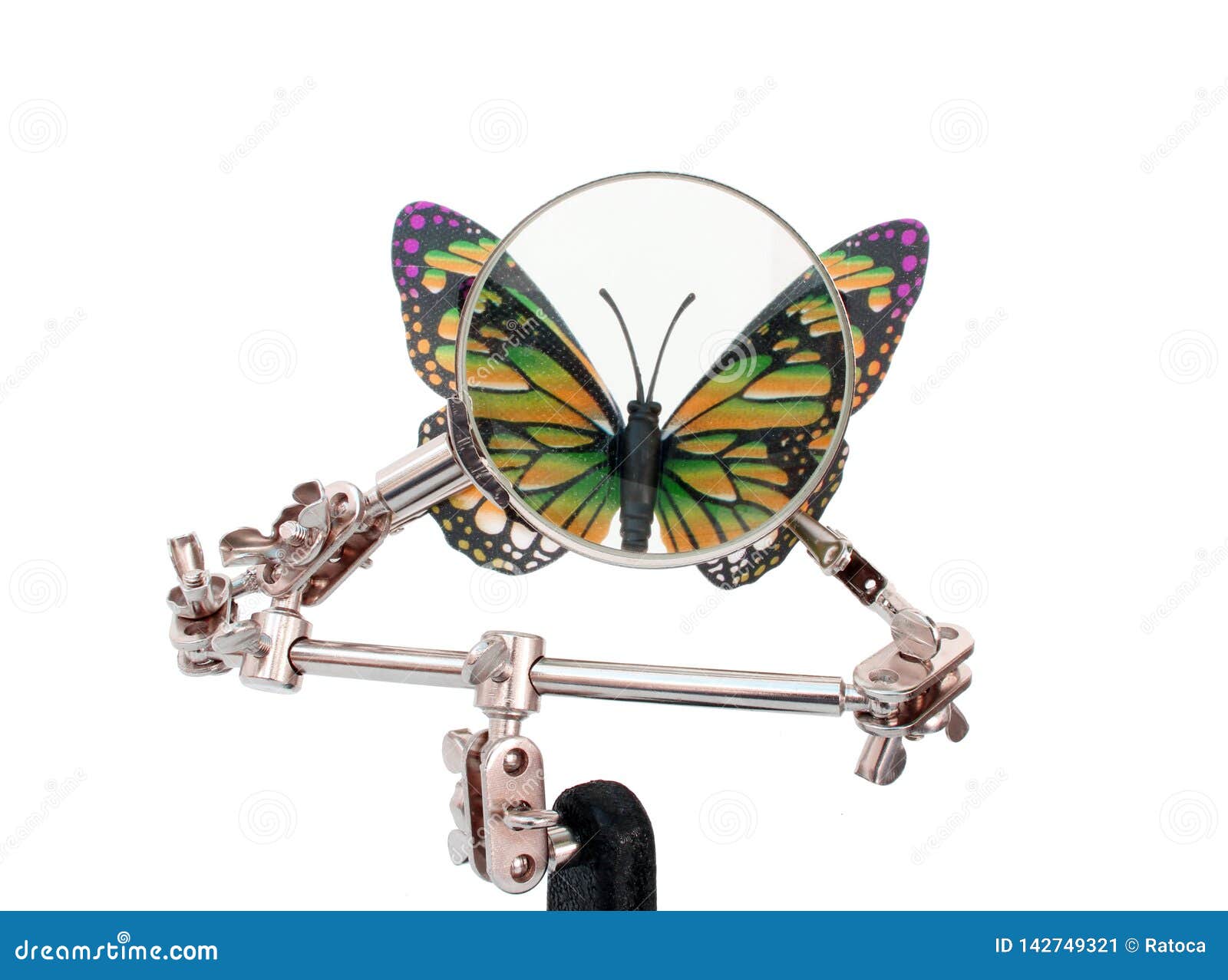 Analysis of butterfly stock image. Image of fauna, design - 142749321
