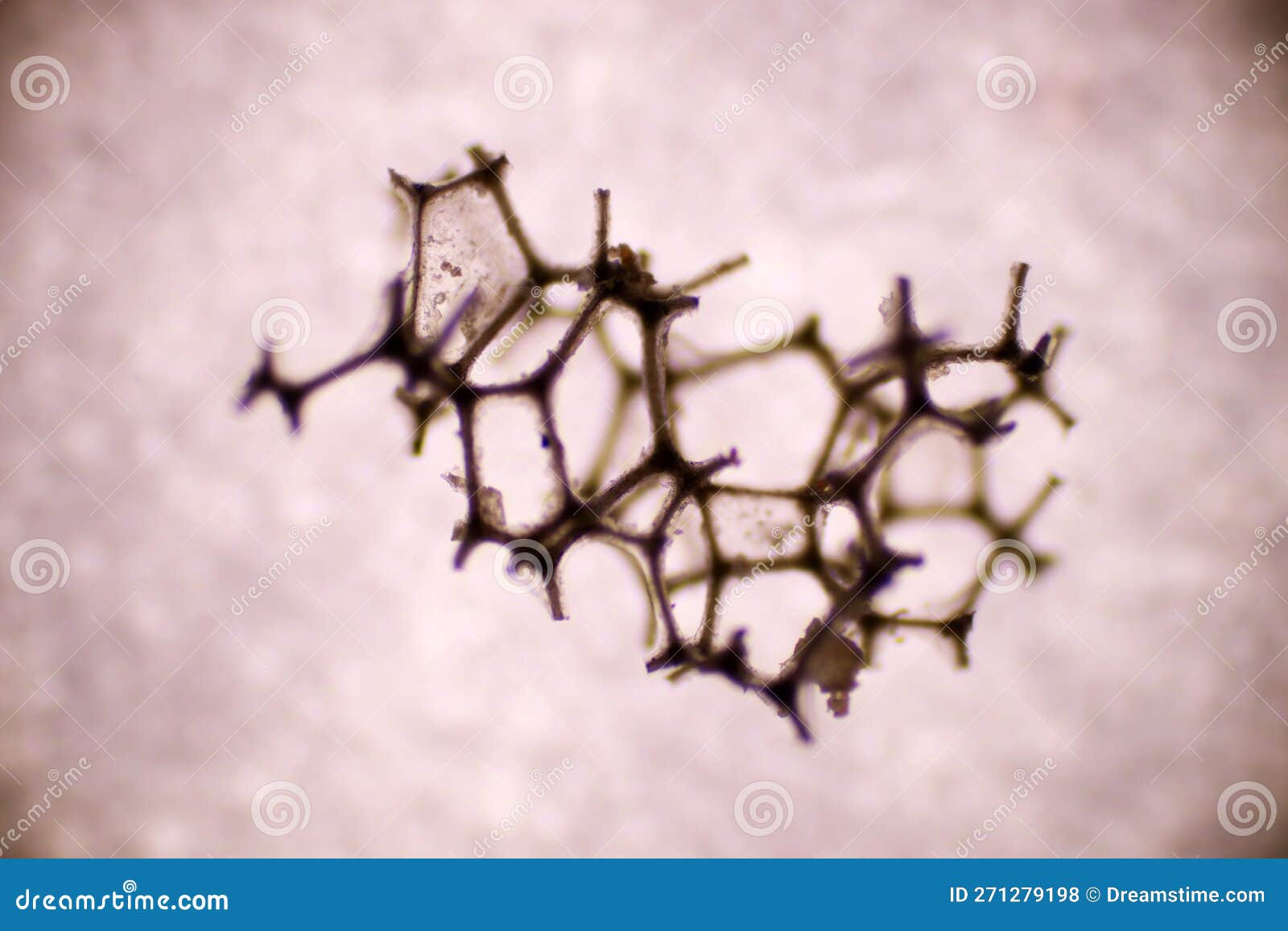 Analysis Morphology of Microplastic Waste Contaminated in Soil and ...