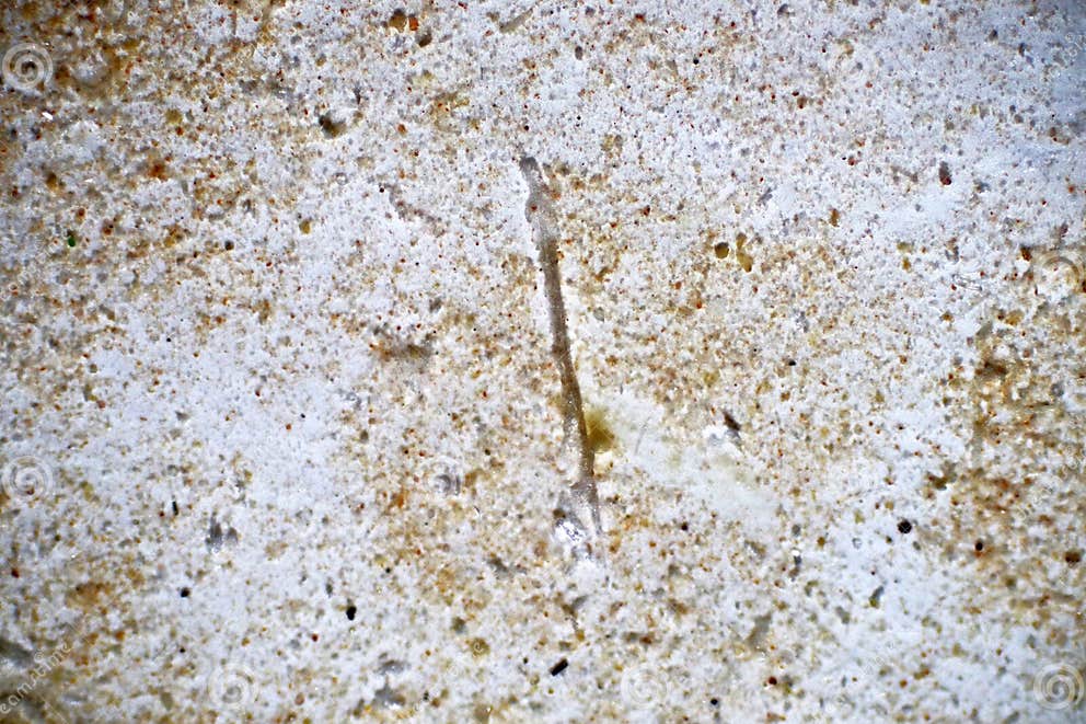 Analysis Morphology of Microplastic Waste Contaminated in Soil and ...