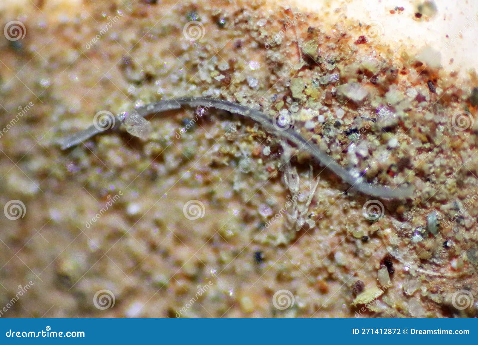 Analysis Morphology of Microplastic Waste Contaminated in Soil and ...