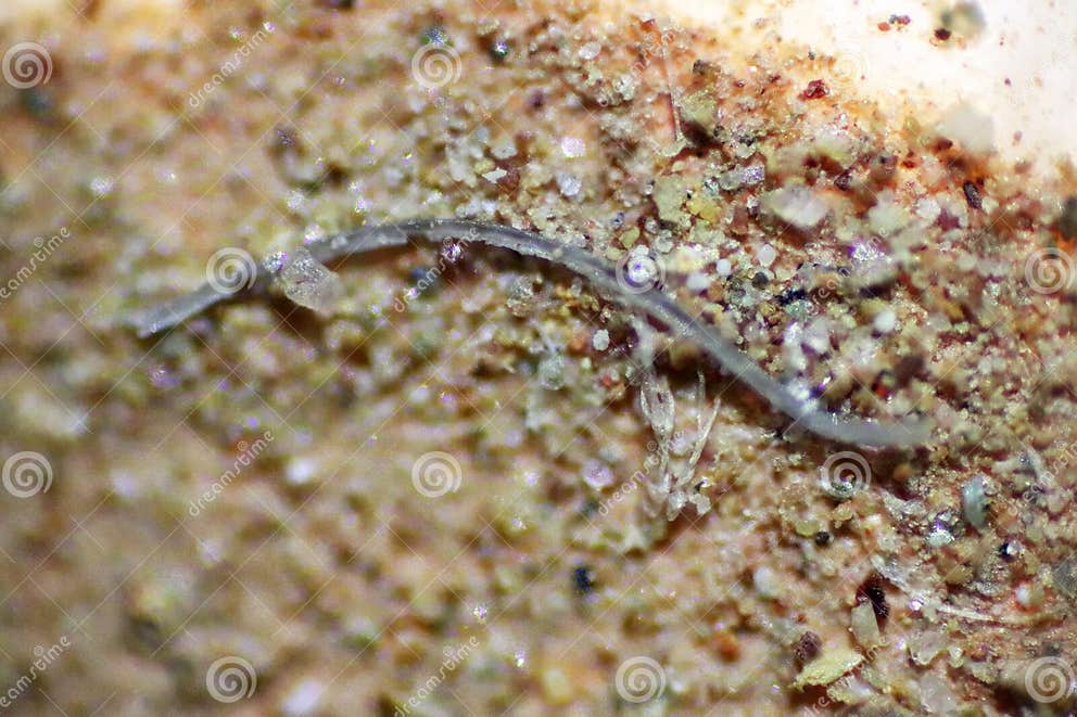 Analysis Morphology of Microplastic Waste Contaminated in Soil and ...