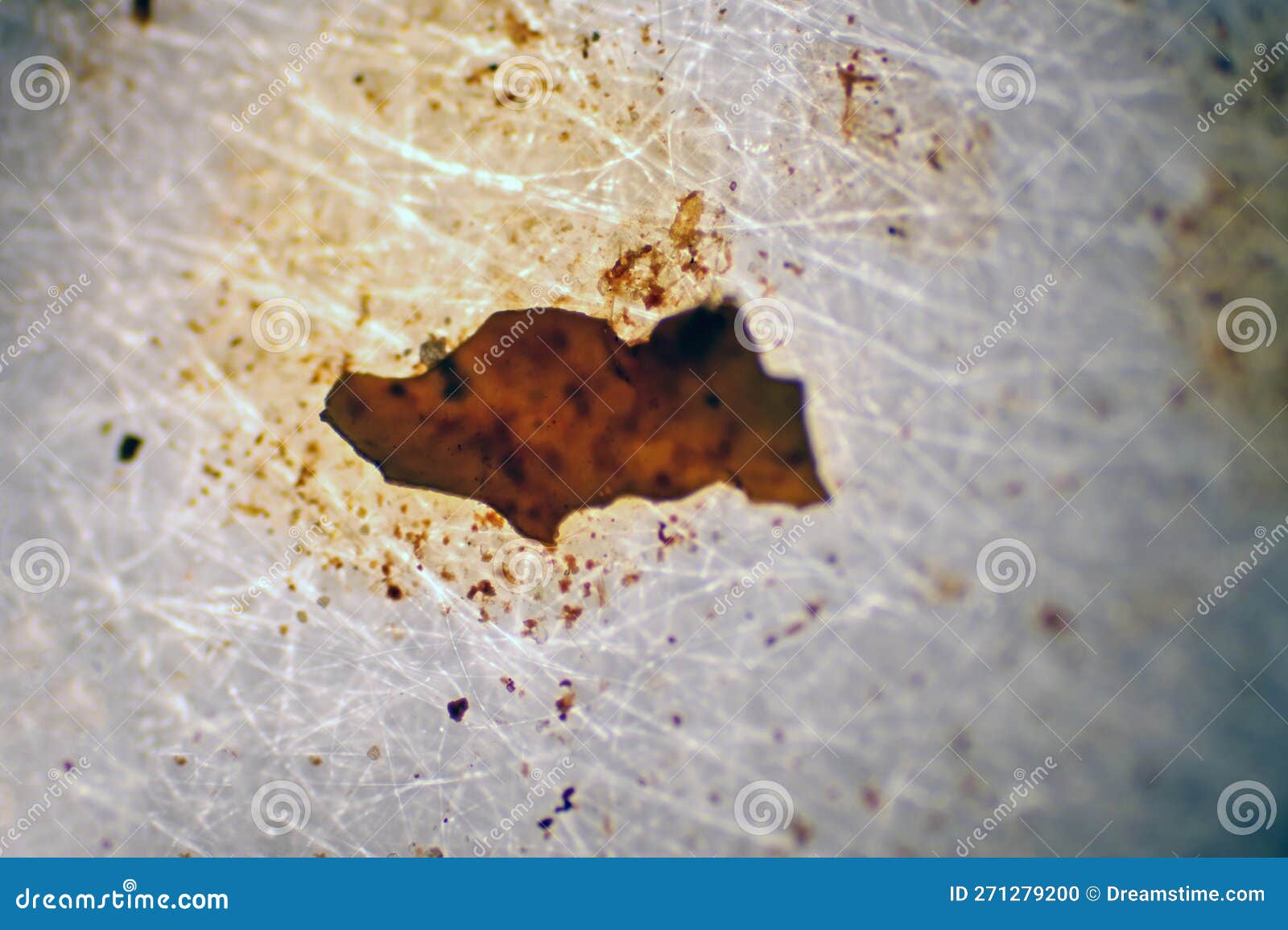 Analysis Morphology of Microplastic Waste Contaminated in Soil and ...