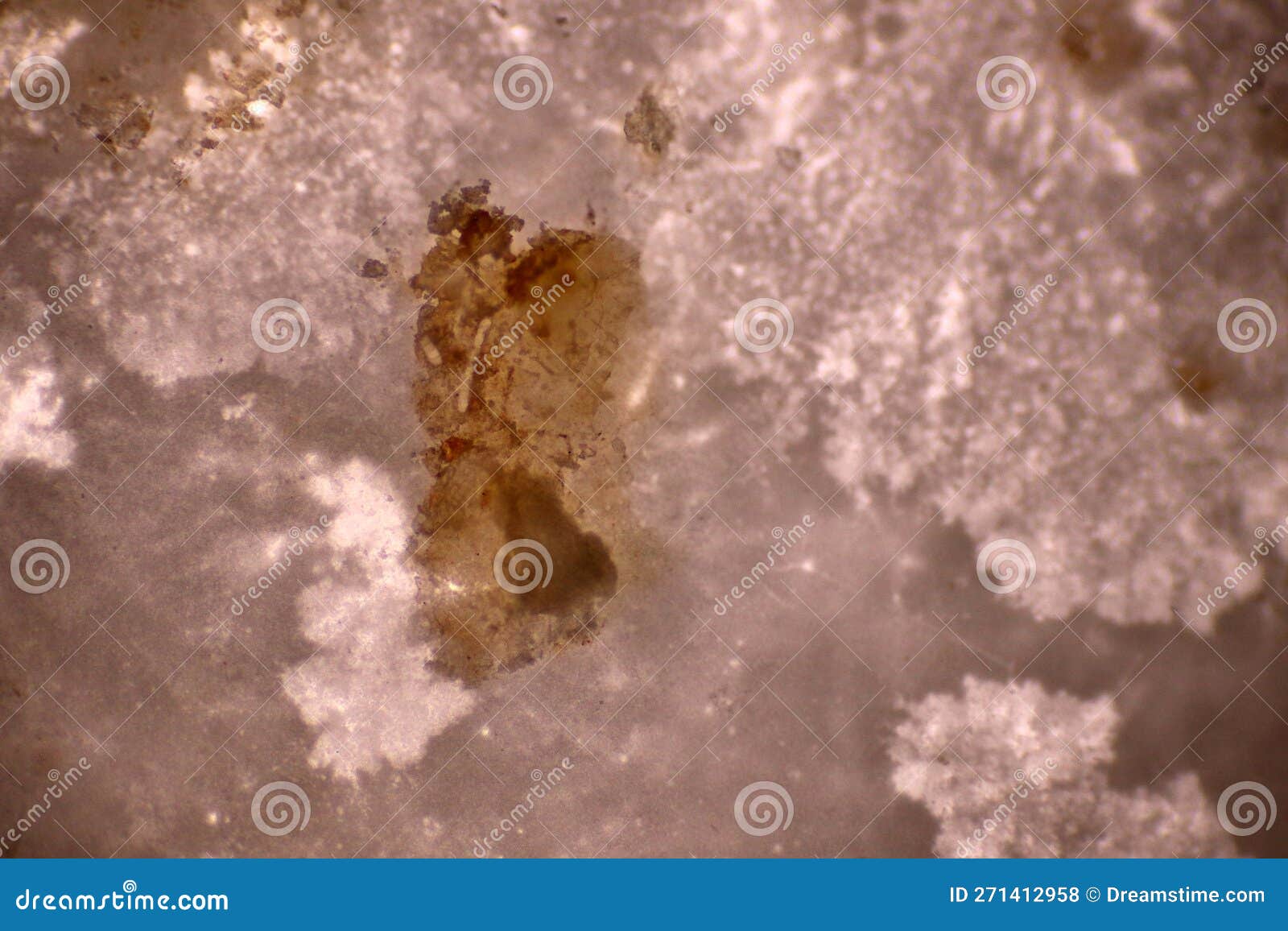 Analysis Morphology of Microplastic Waste Contaminated in Soil and ...