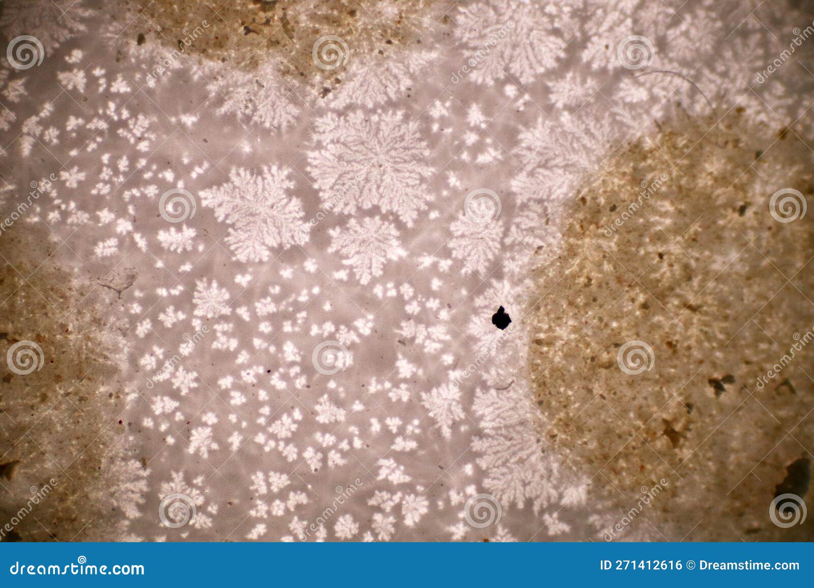 Analysis Morphology of Microplastic Waste Contaminated in Soil and ...
