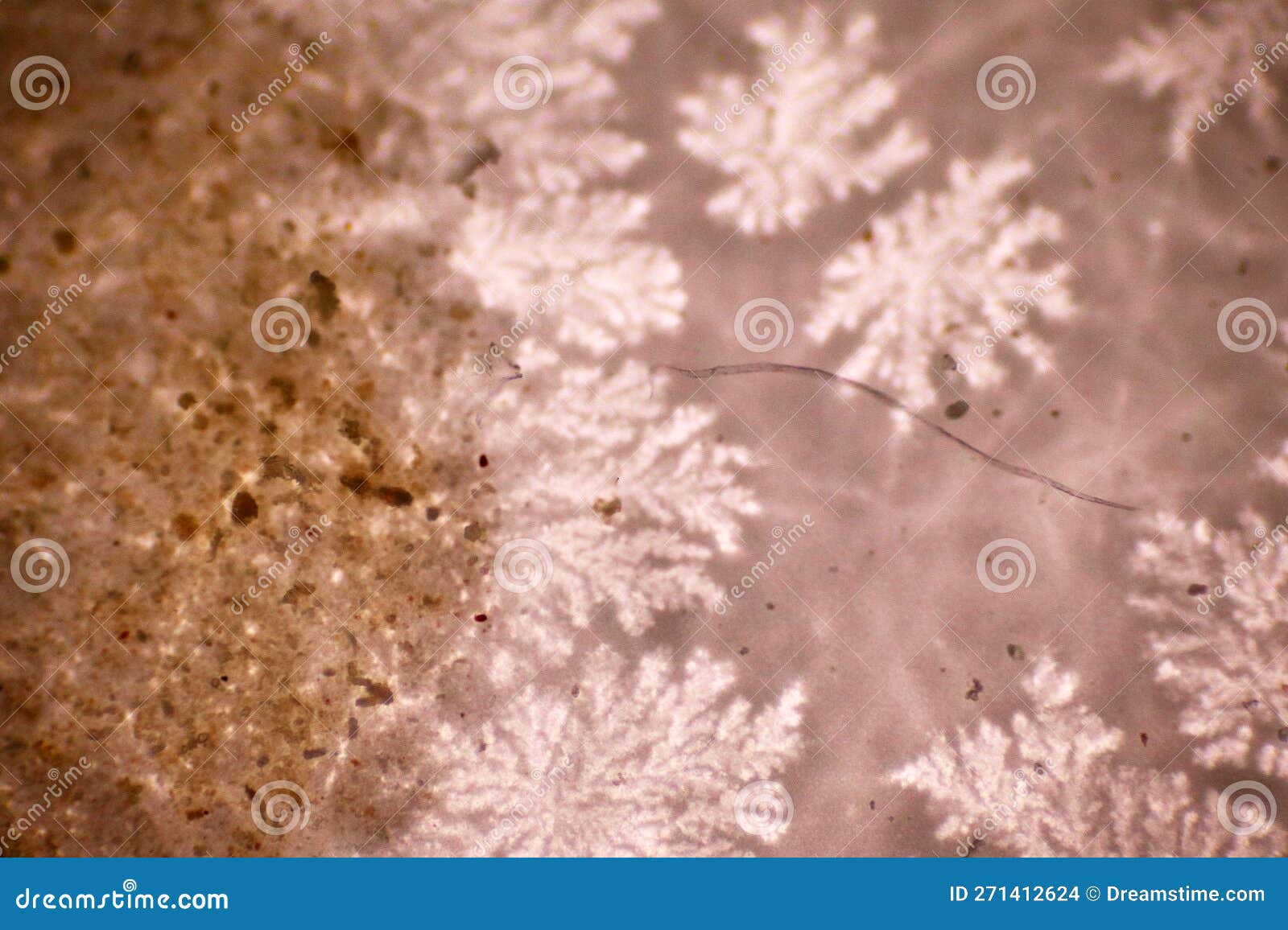 Analysis Morphology of Microplastic Waste Contaminated in Soil and ...