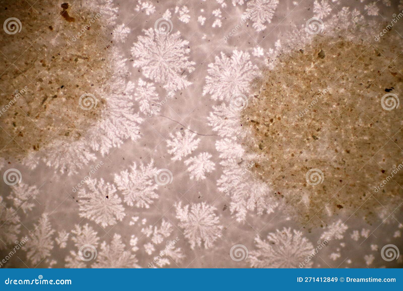 Analysis Morphology of Microplastic Waste Contaminated in Soil and ...