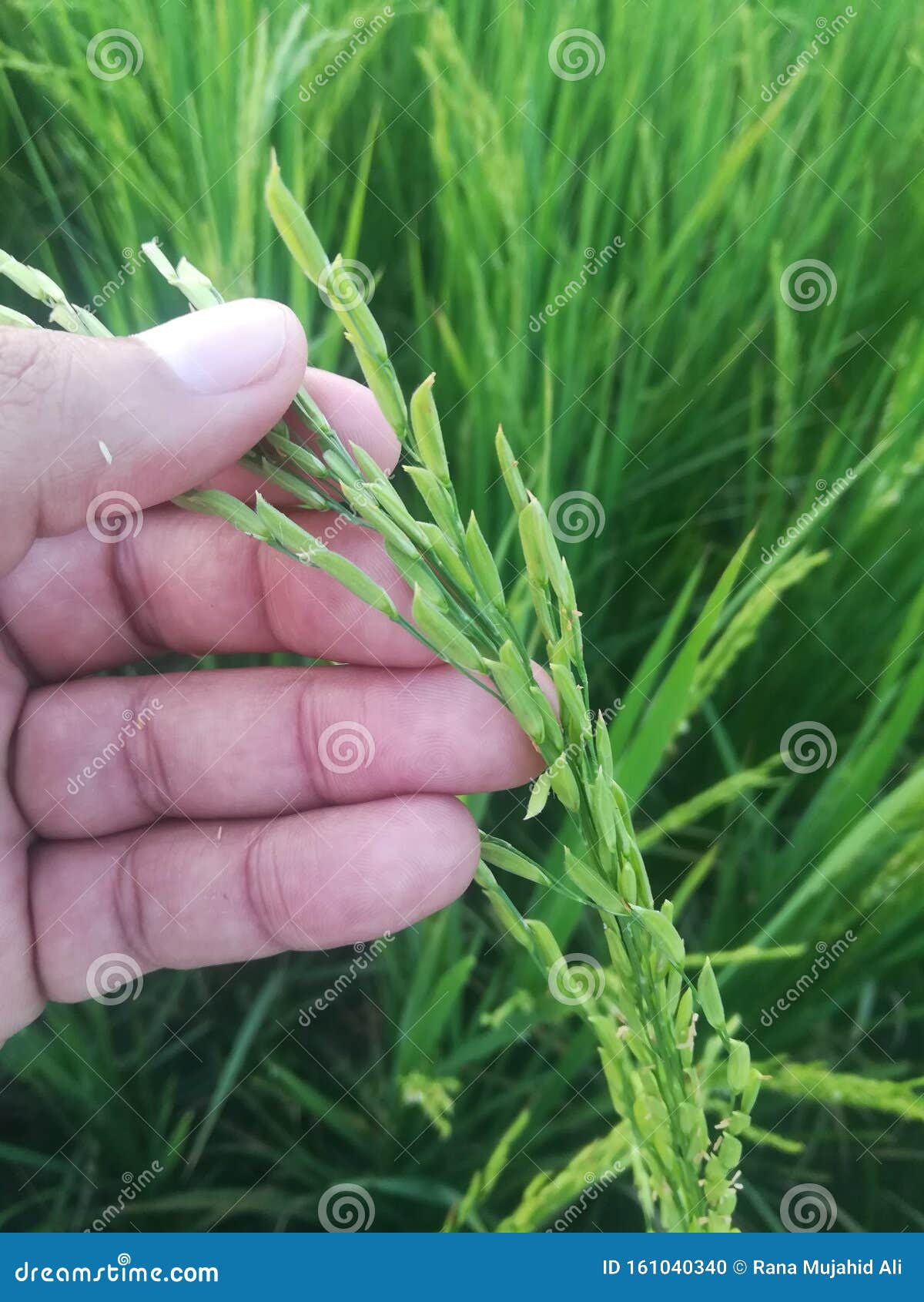 Analysis of Rice Paddy in Beautiful Human Hands Stock Photo - Image of ...