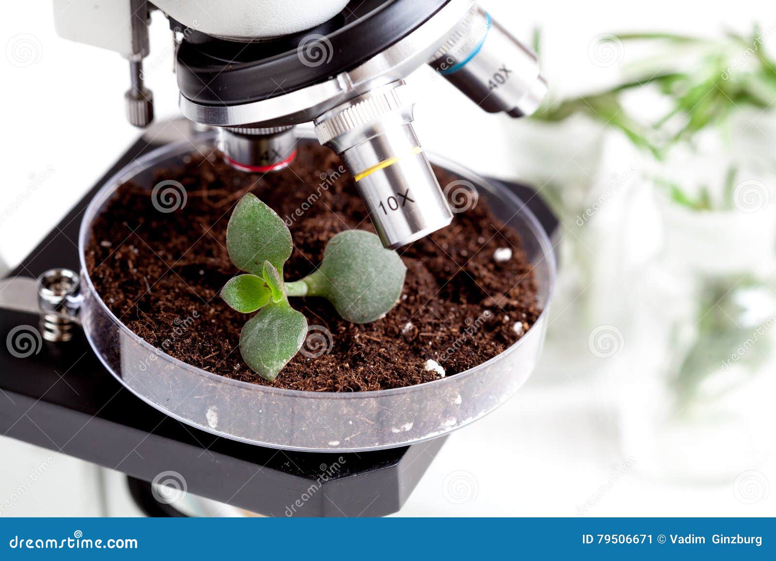 Analysis of Soil Sample with Young Plant Under Microscope Stock Image ...