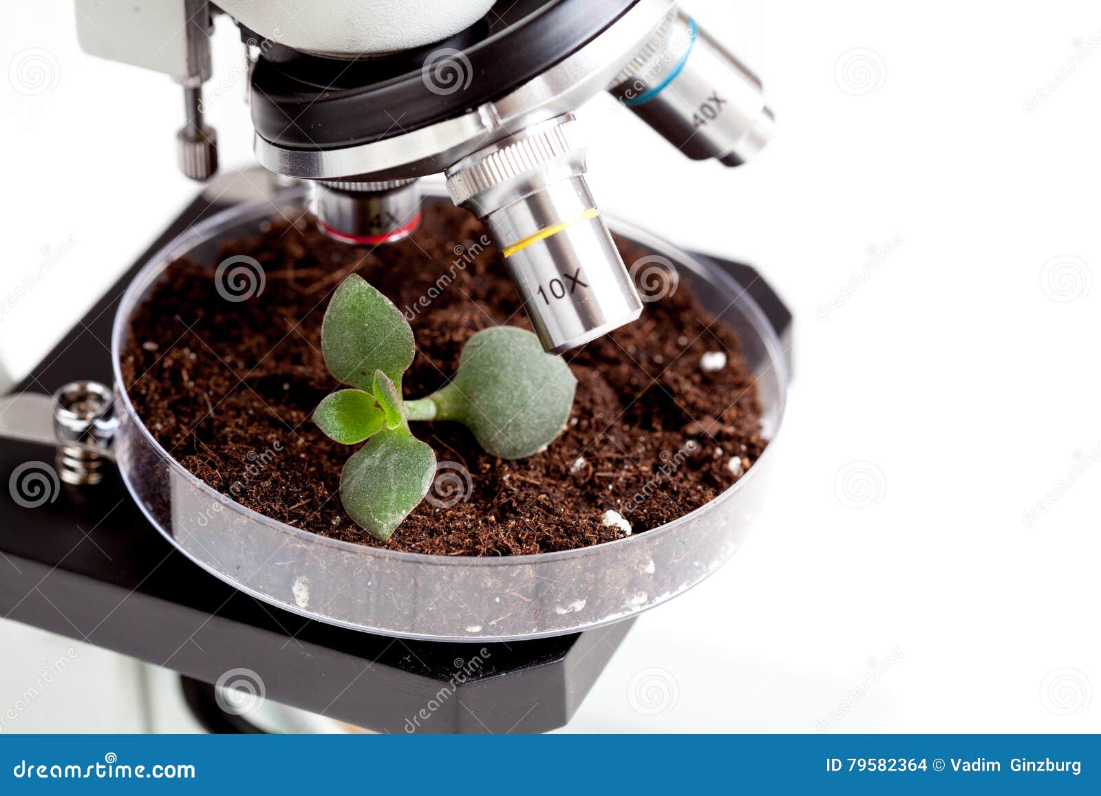 Analysis of Soil Sample with Young Plant Under Microscope Stock Photo ...