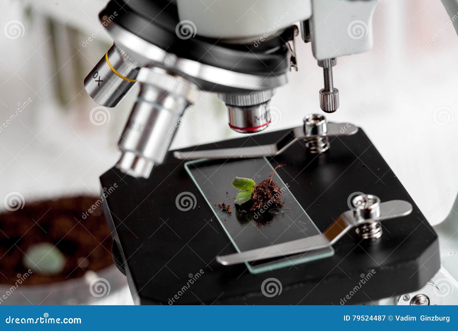 Analysis of Soil Samples Under Microscope Stock Image - Image of ...
