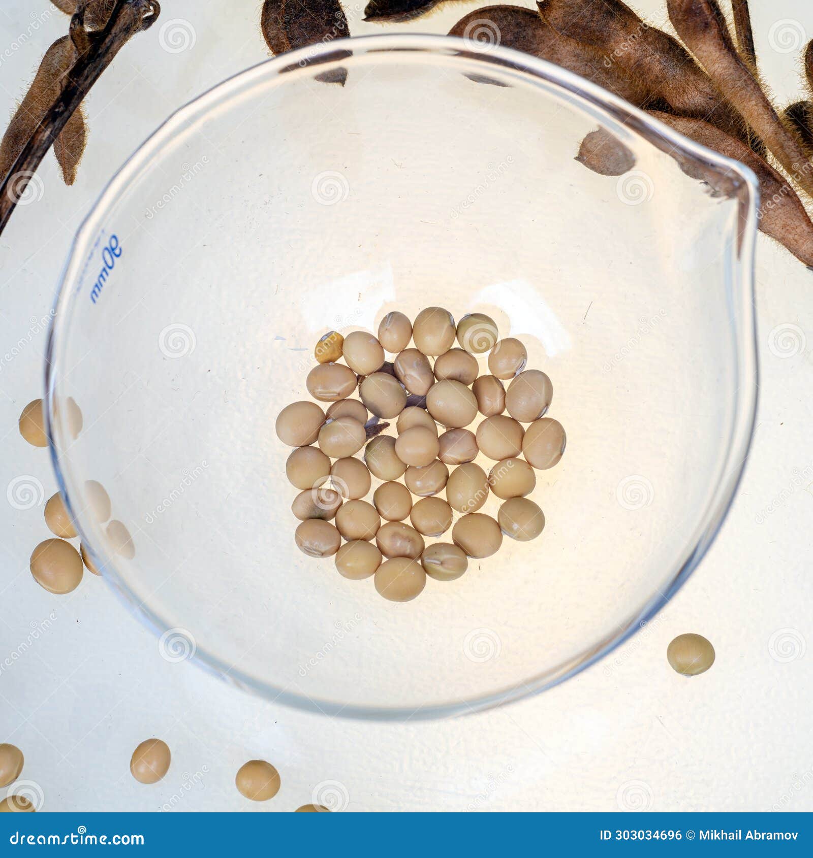 Analysis of Soybeans for Production. Food Laboratory. Stock Photo ...