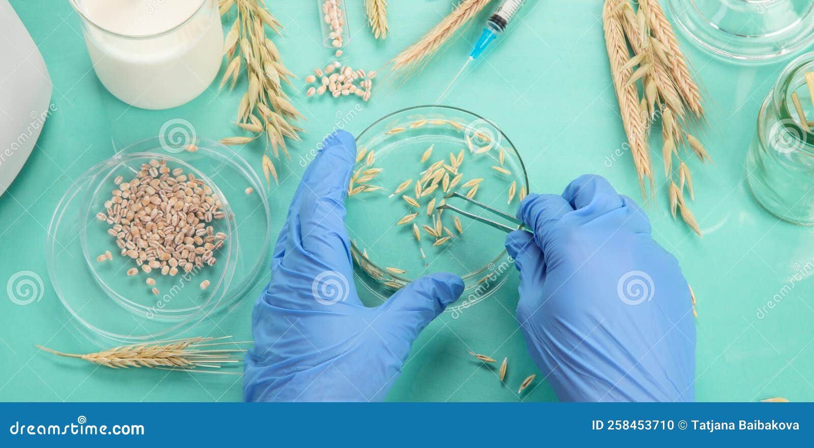 Analyzing Agricultural Wheat Grains in Laboratory Stock Photo - Image ...