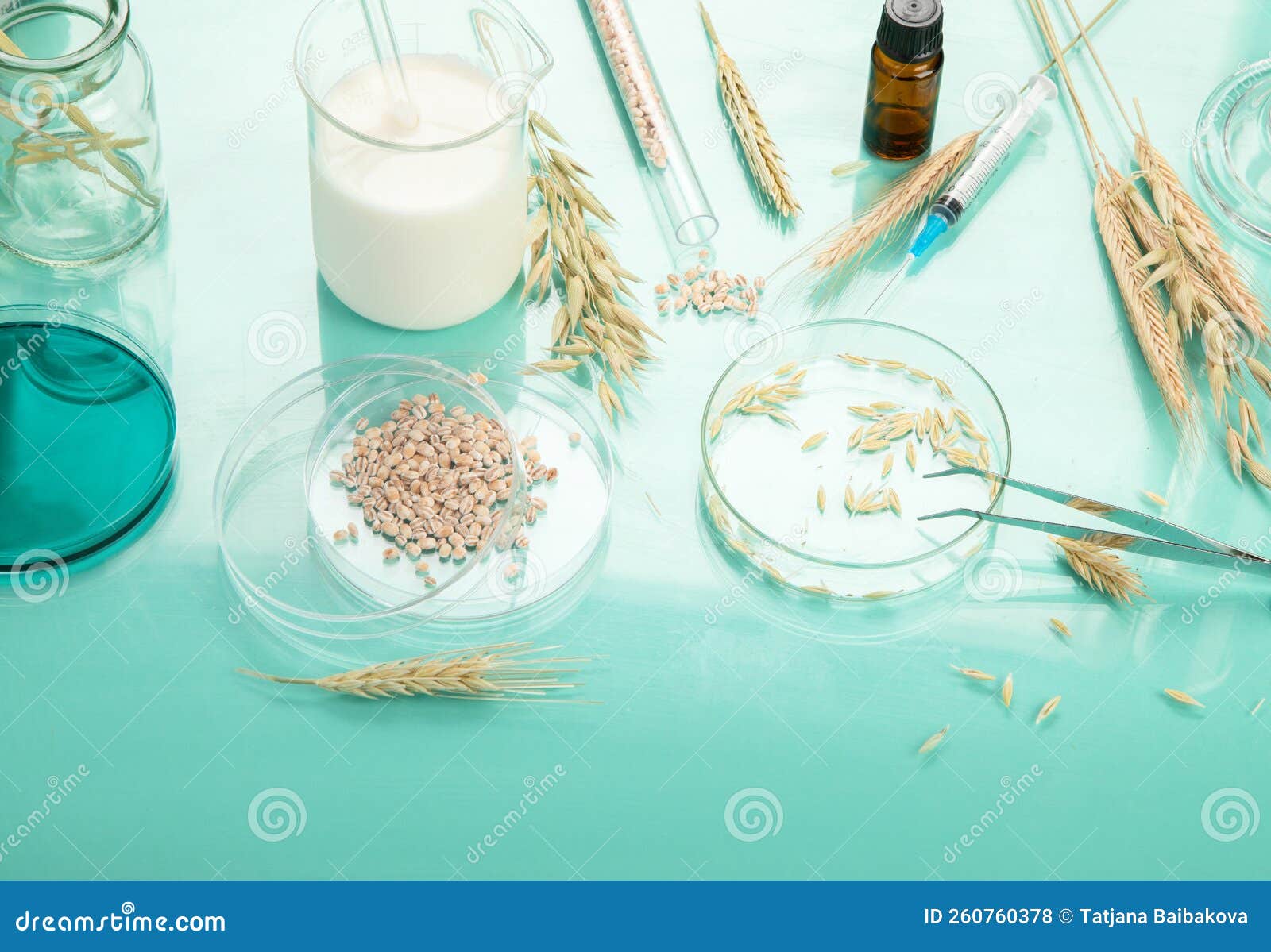 Analyzing Agricultural Wheat Grains in Laboratory Stock Photo - Image ...