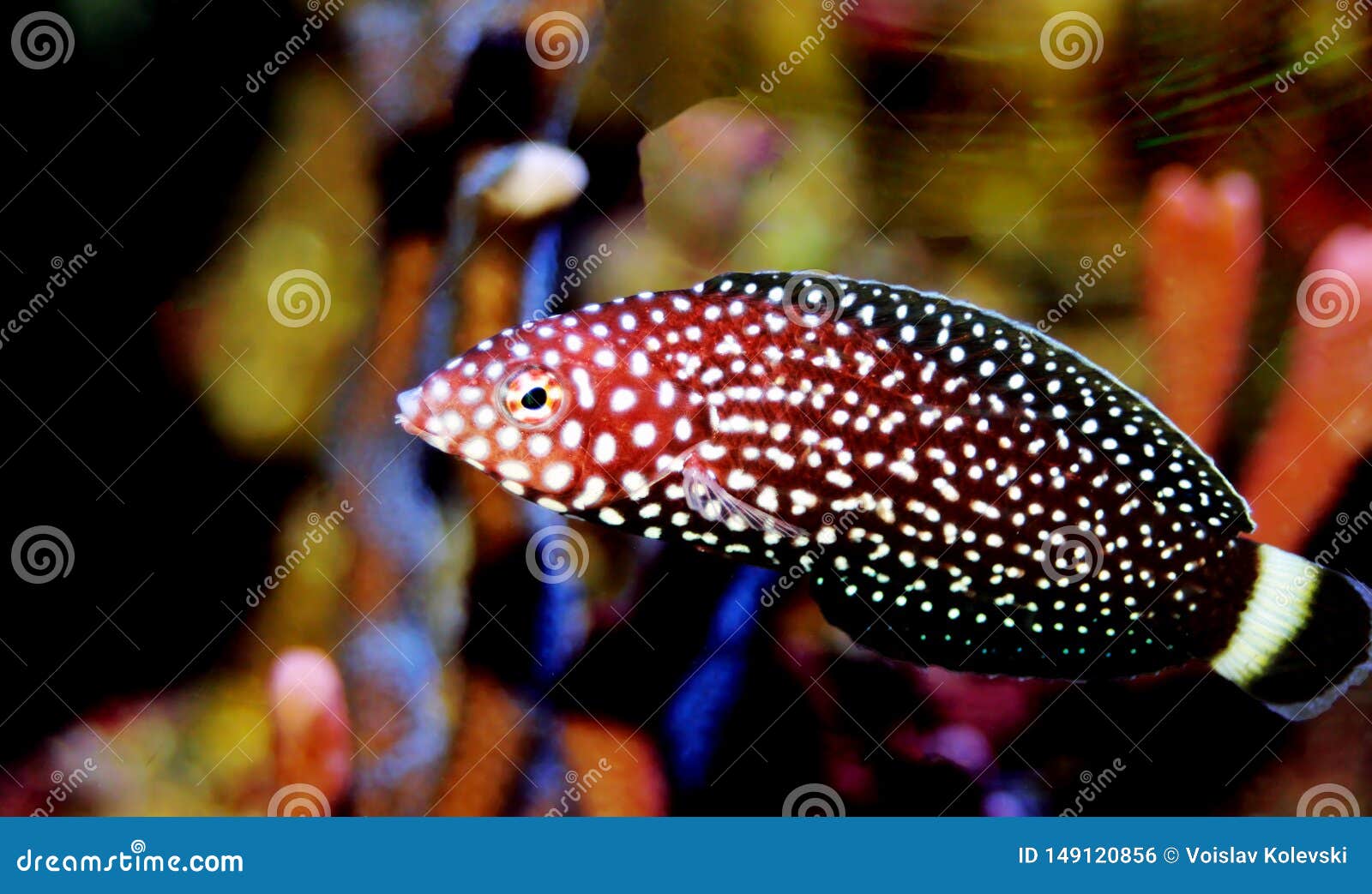 White-spotted Wrasse - Anampses Melanurus Stock Photo - Image of ...