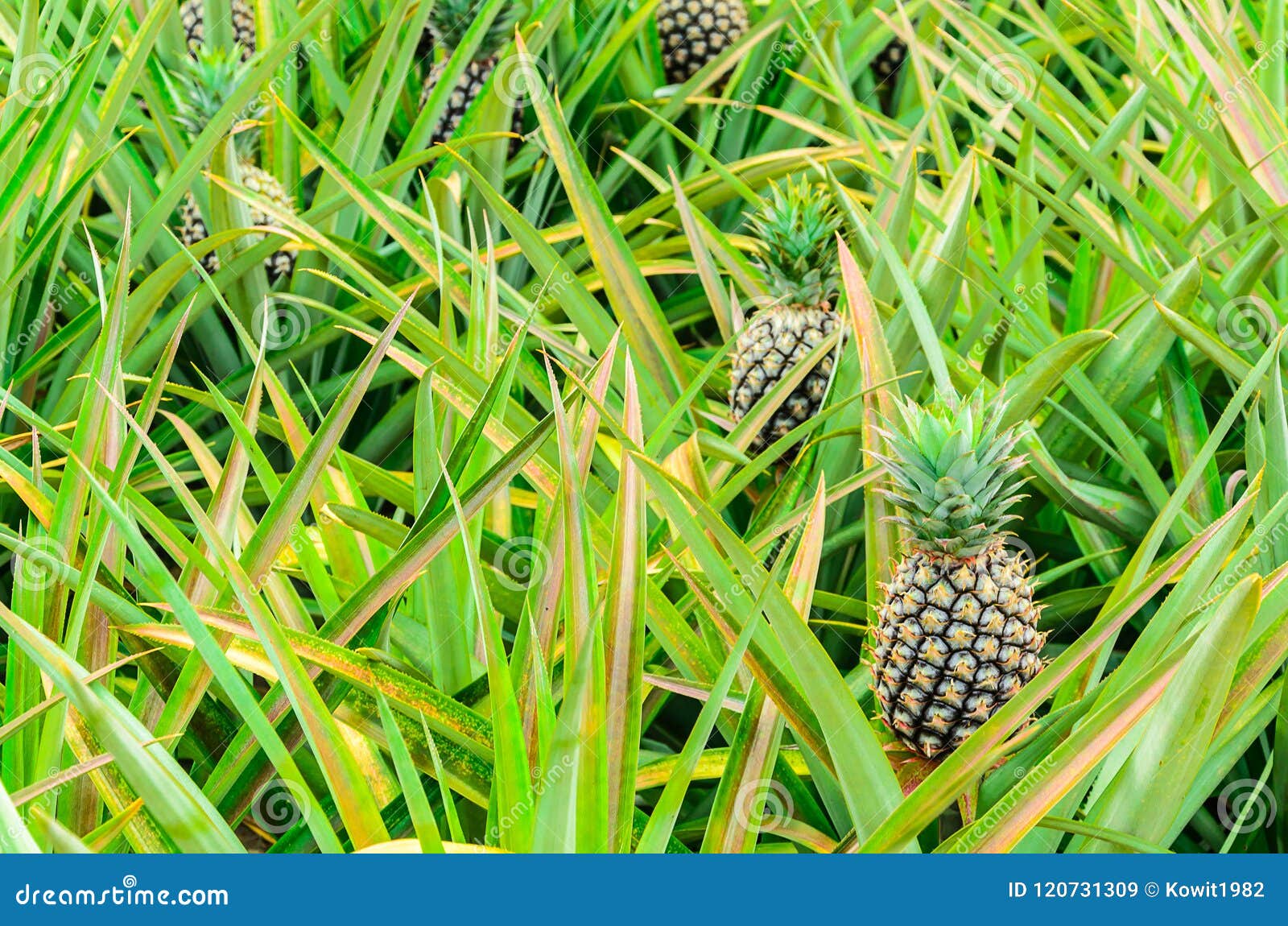 Ananas stockbild. Bild von frisch, betrieb, gesund, grün - 120731309