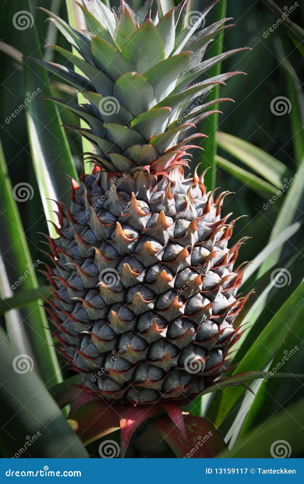 Ananas stockbild. Bild von kultiviert, grün, inseln, blatt - 13159117