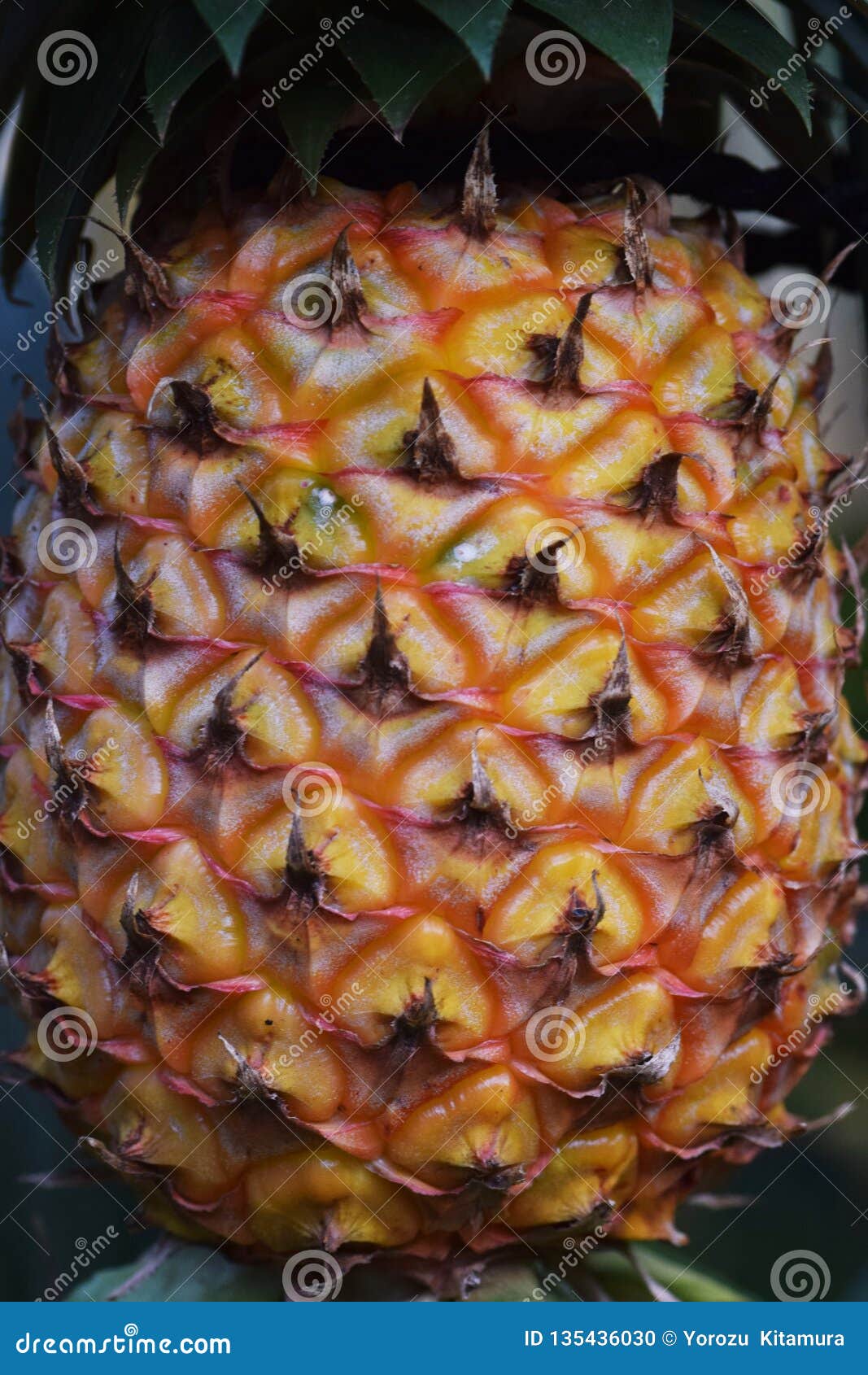 Ananas stockfoto. Bild von reif, nahrung, frucht, tropisch - 135436030
