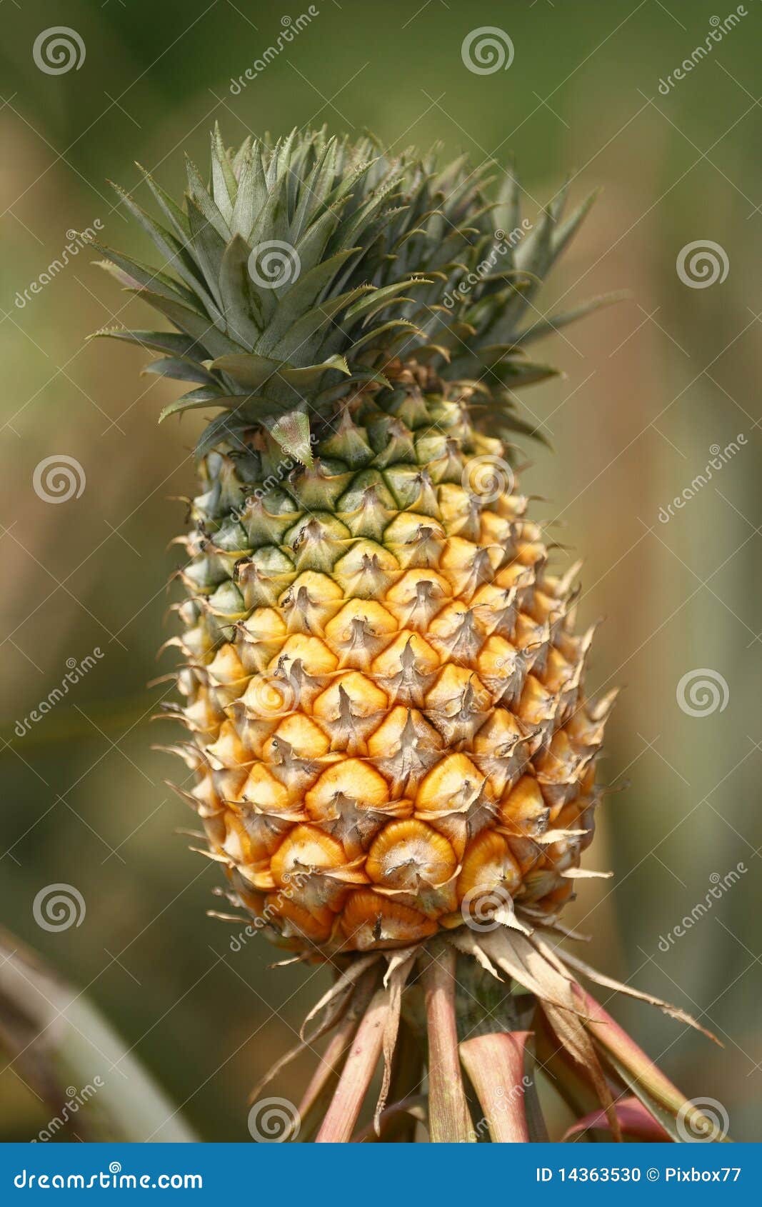 Ananas stockfoto. Bild von essen, nachricht, nachtisch - 14363530