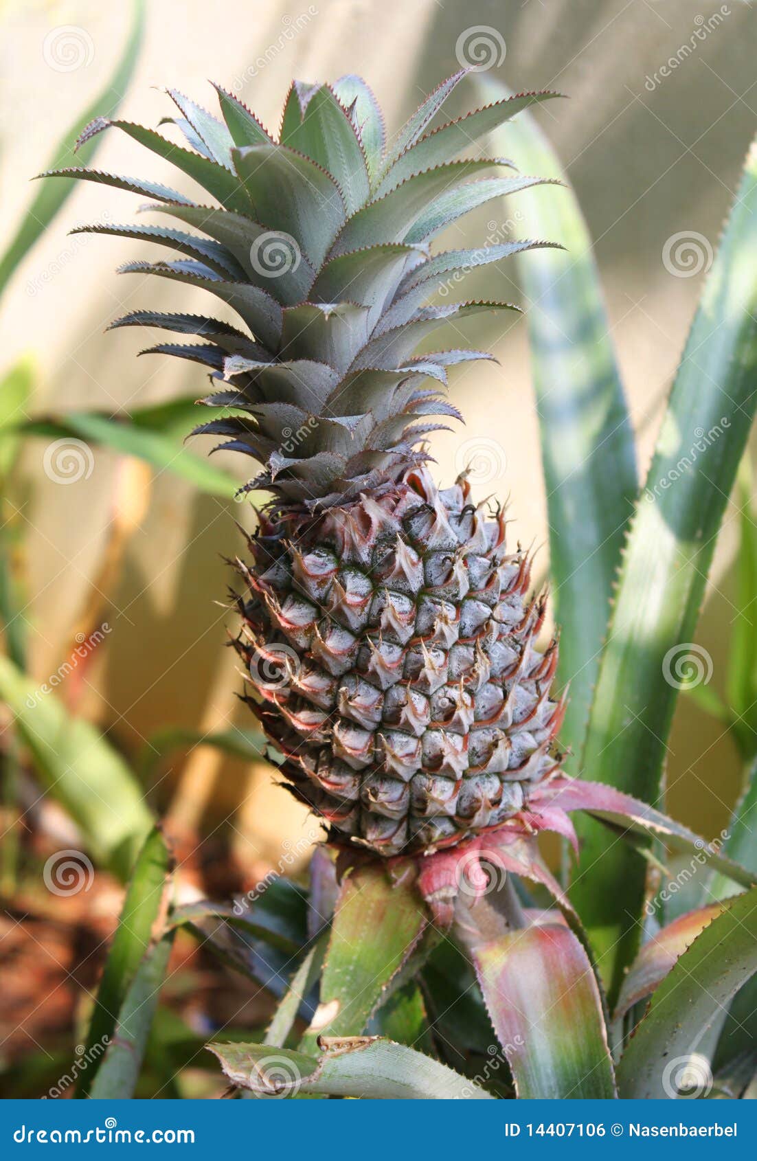 Ananas stockfoto. Bild von landwirtschaft, ananas, entwicklung - 14407106