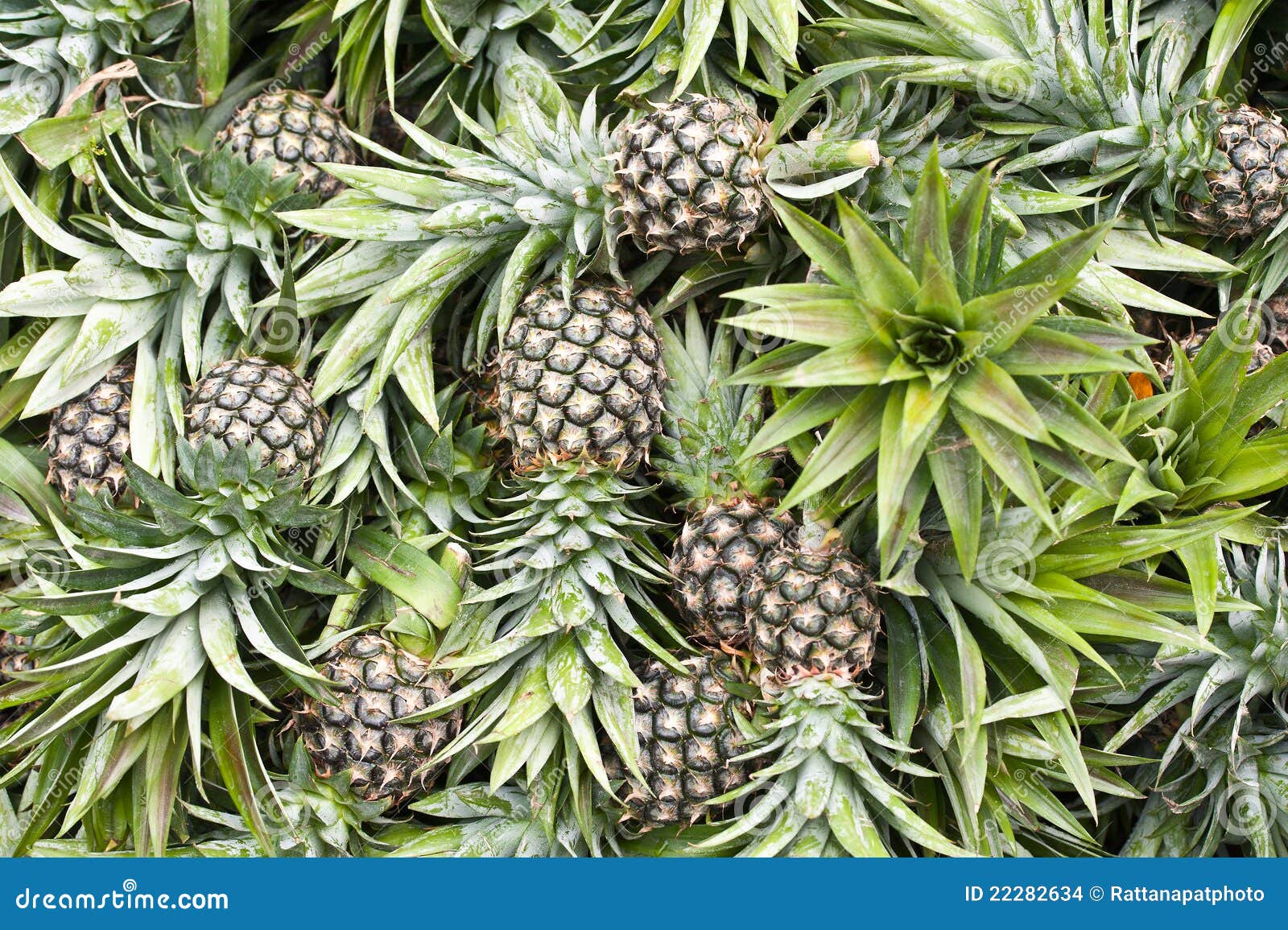 Ananas photo stock. Image du nature, nourriture, fruits - 22282634