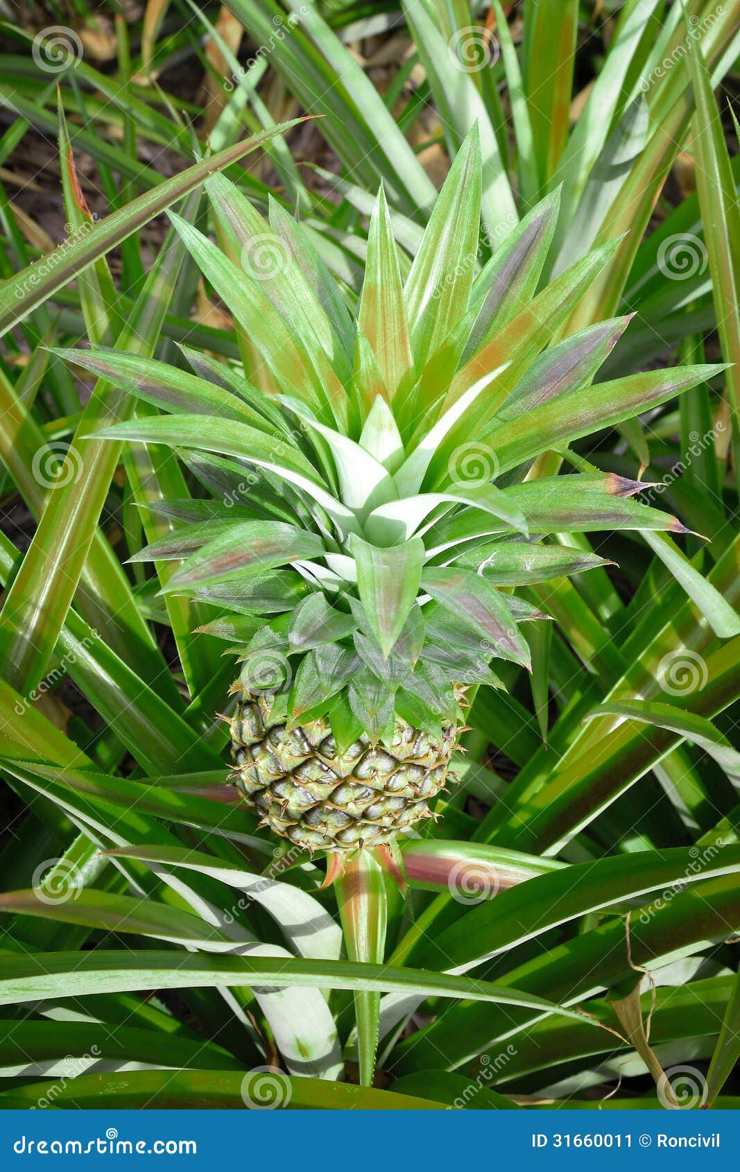 Ananas image stock. Image du agricole, fruits, cultivez - 31660011