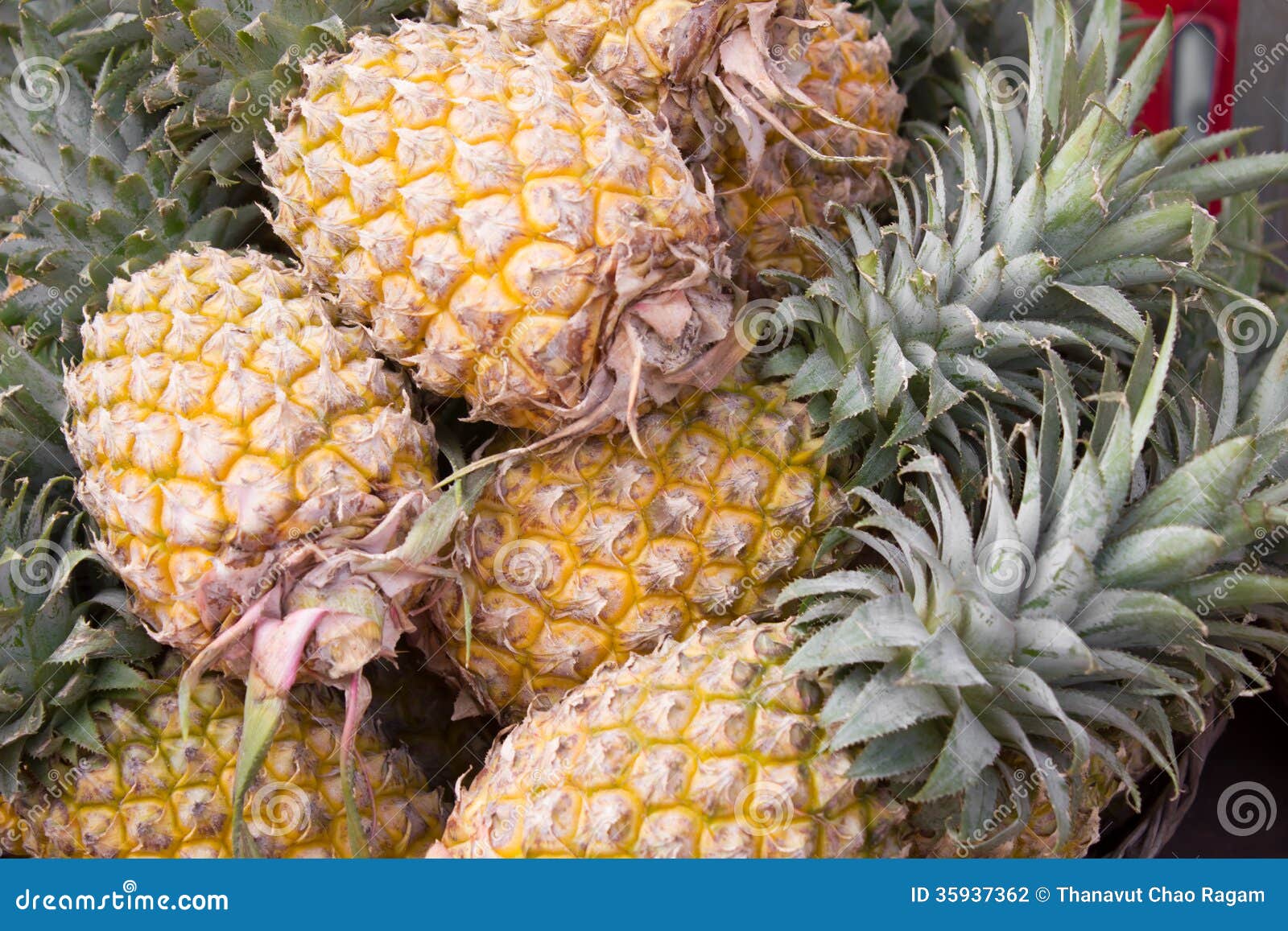 Ananas stockfoto. Bild von busch, bauernhof, farbe, organisch - 35937362