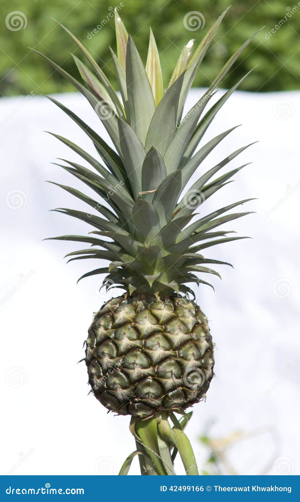 Ananas stock foto. Image of ananas, vrucht, kader, speld - 42499166