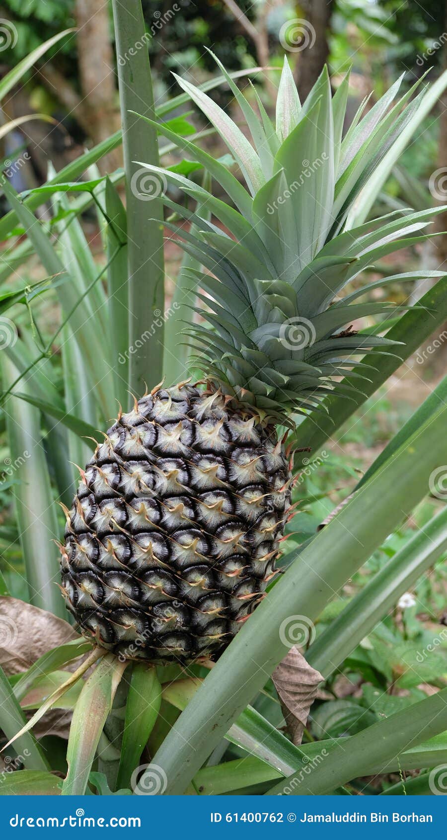 Ananas stockfoto. Bild von ananas, essen, früchte, bauernhof - 61400762
