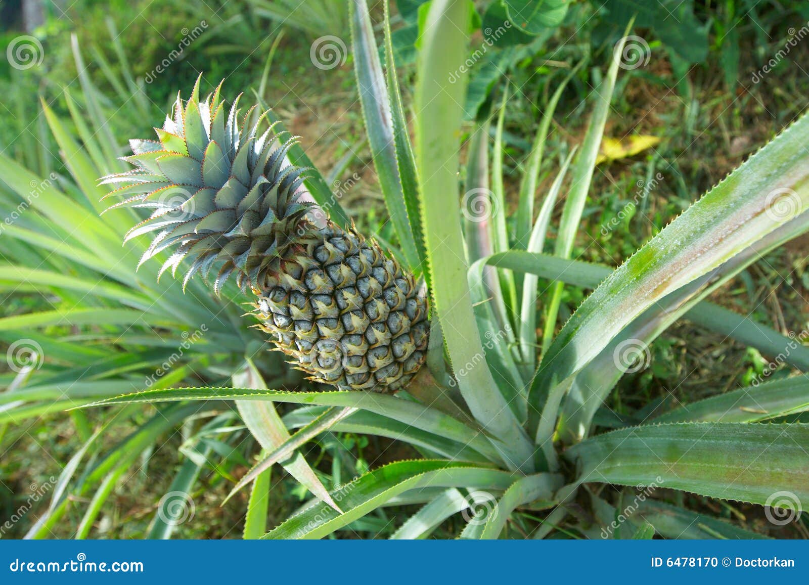 Ananas stockfoto. Bild von wachstum, wachsen, betrieb - 6478170