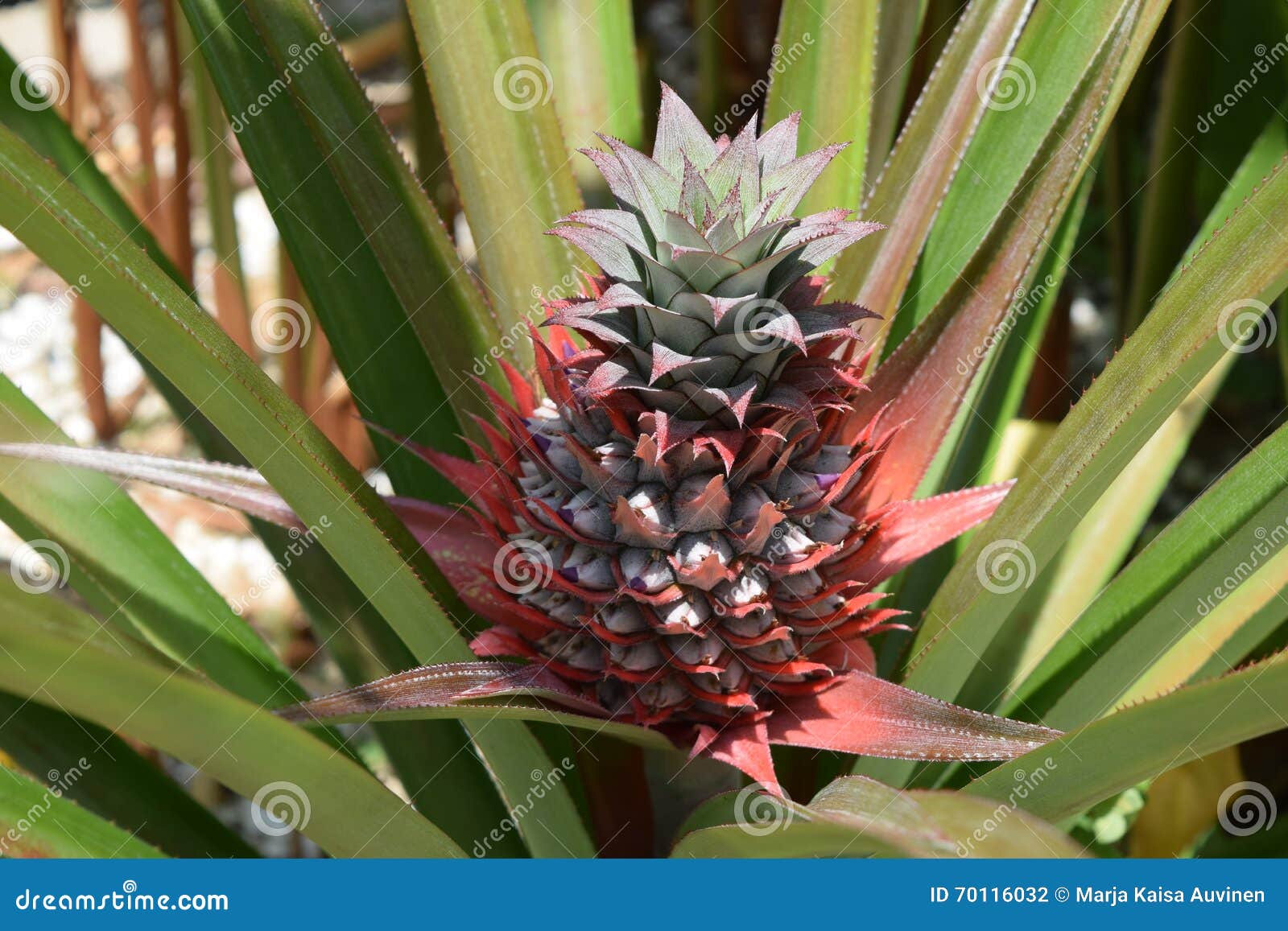 Ananas photo stock. Image du tropical, fruits, ananas - 70116032