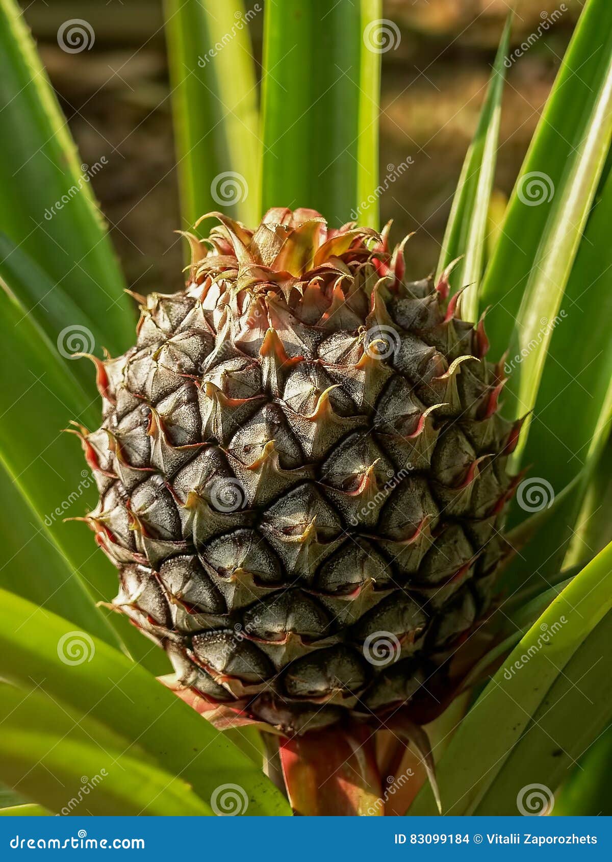 Ananas photo stock. Image du nutrition, centrale, fruits - 83099184