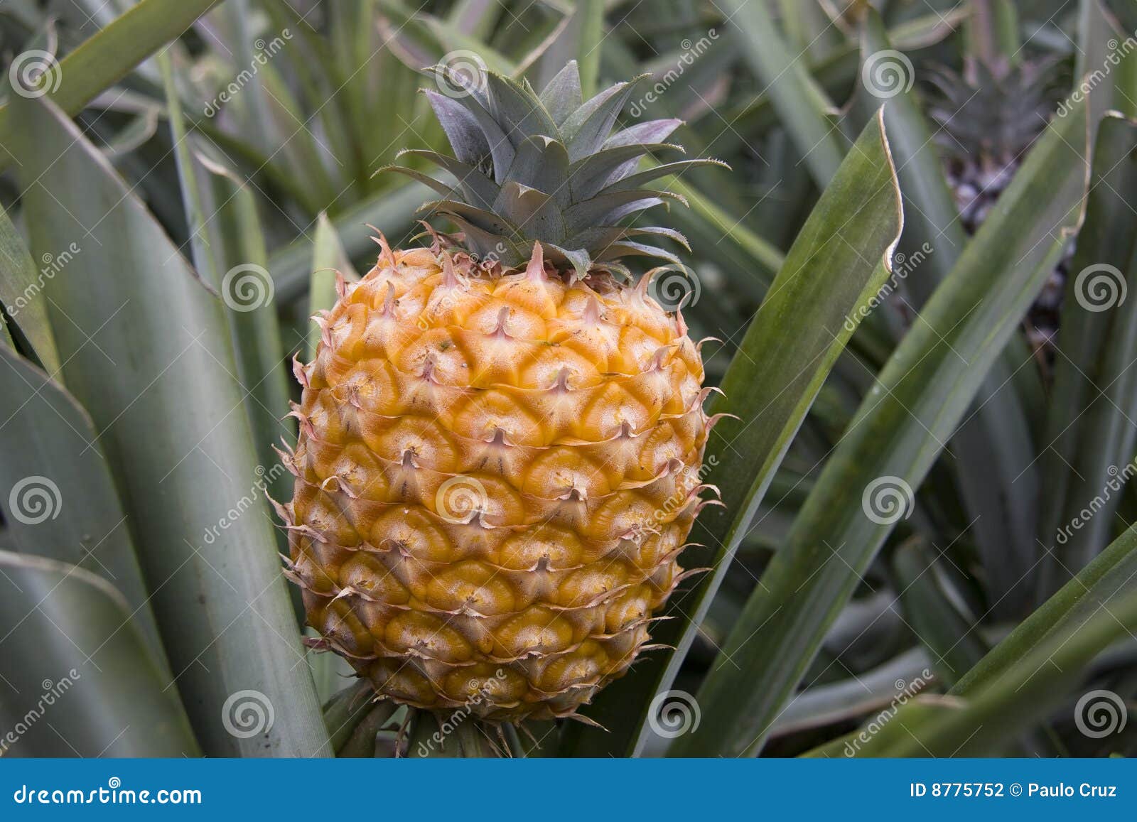 Ananas arkivfoto. Bild av livstid, banta, kultur, stänga - 8775752