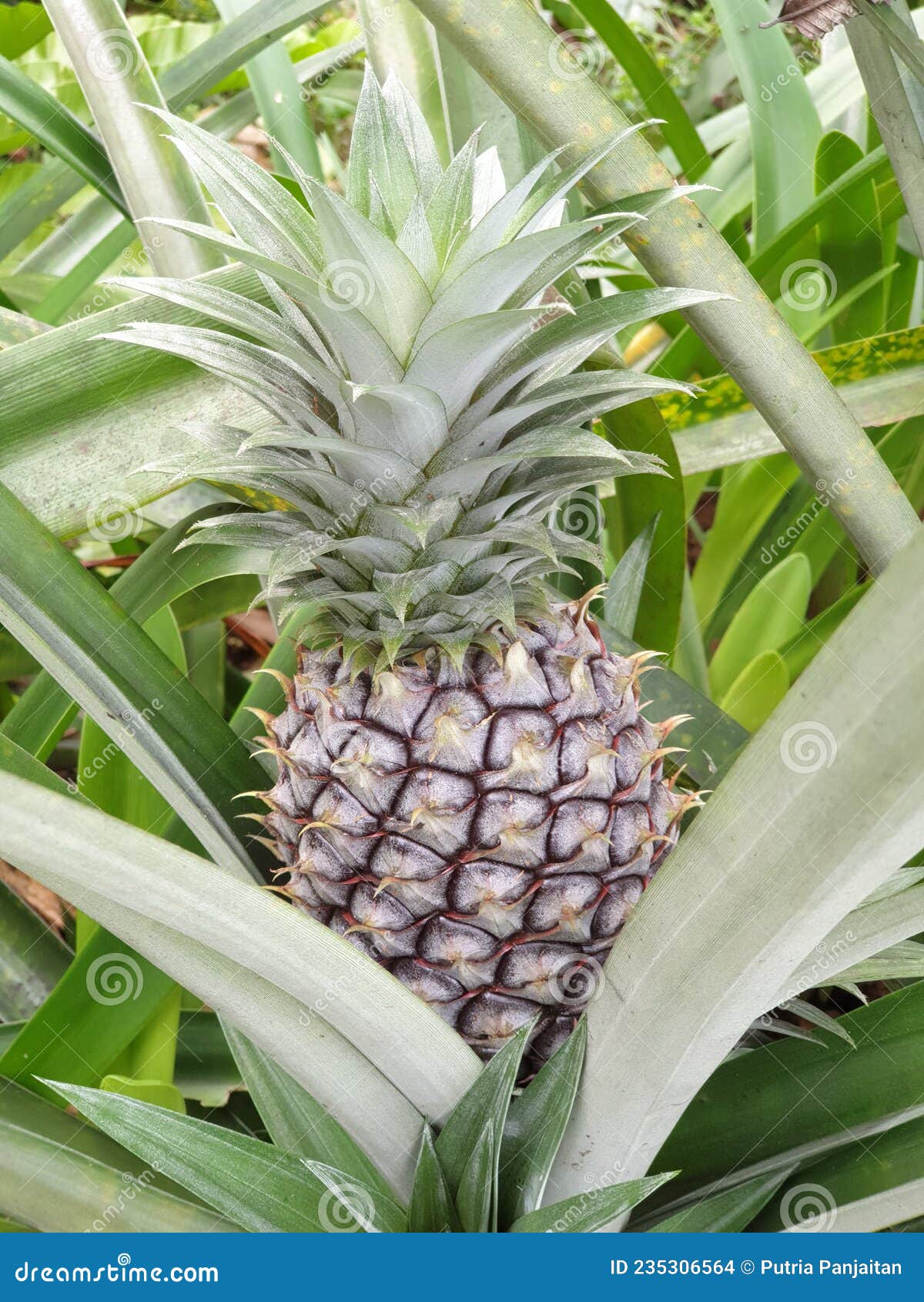 Ananas Comosus, Pineapple in the Garden, Summer Fruit Stock Photo ...