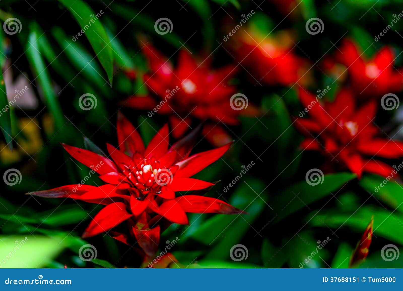 Ananas Comosus stock image. Image of bromeliaceae, vivid - 37688151