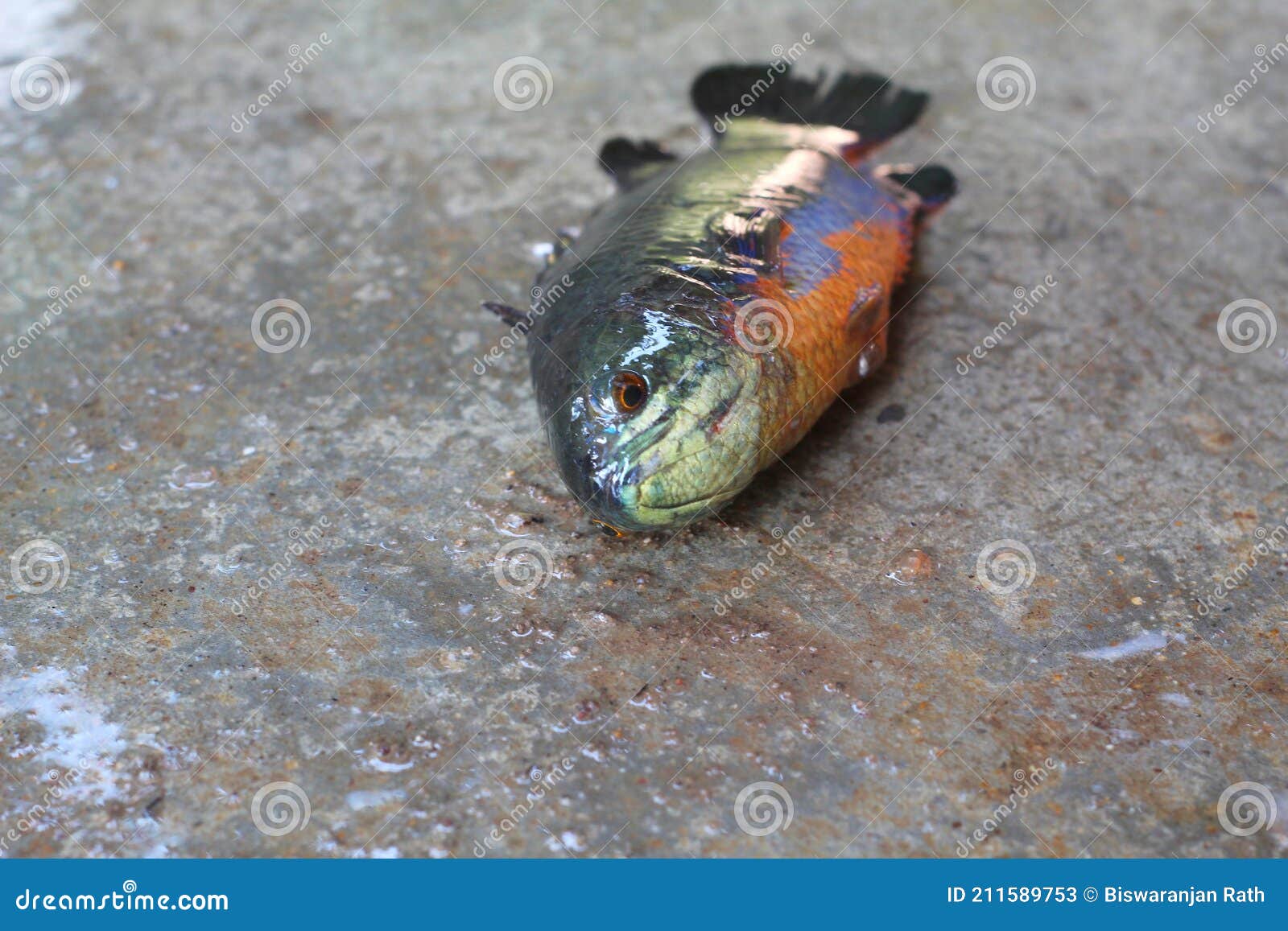 Ananas Fish Laying on the Ground for Migration Stock Image - Image of ...