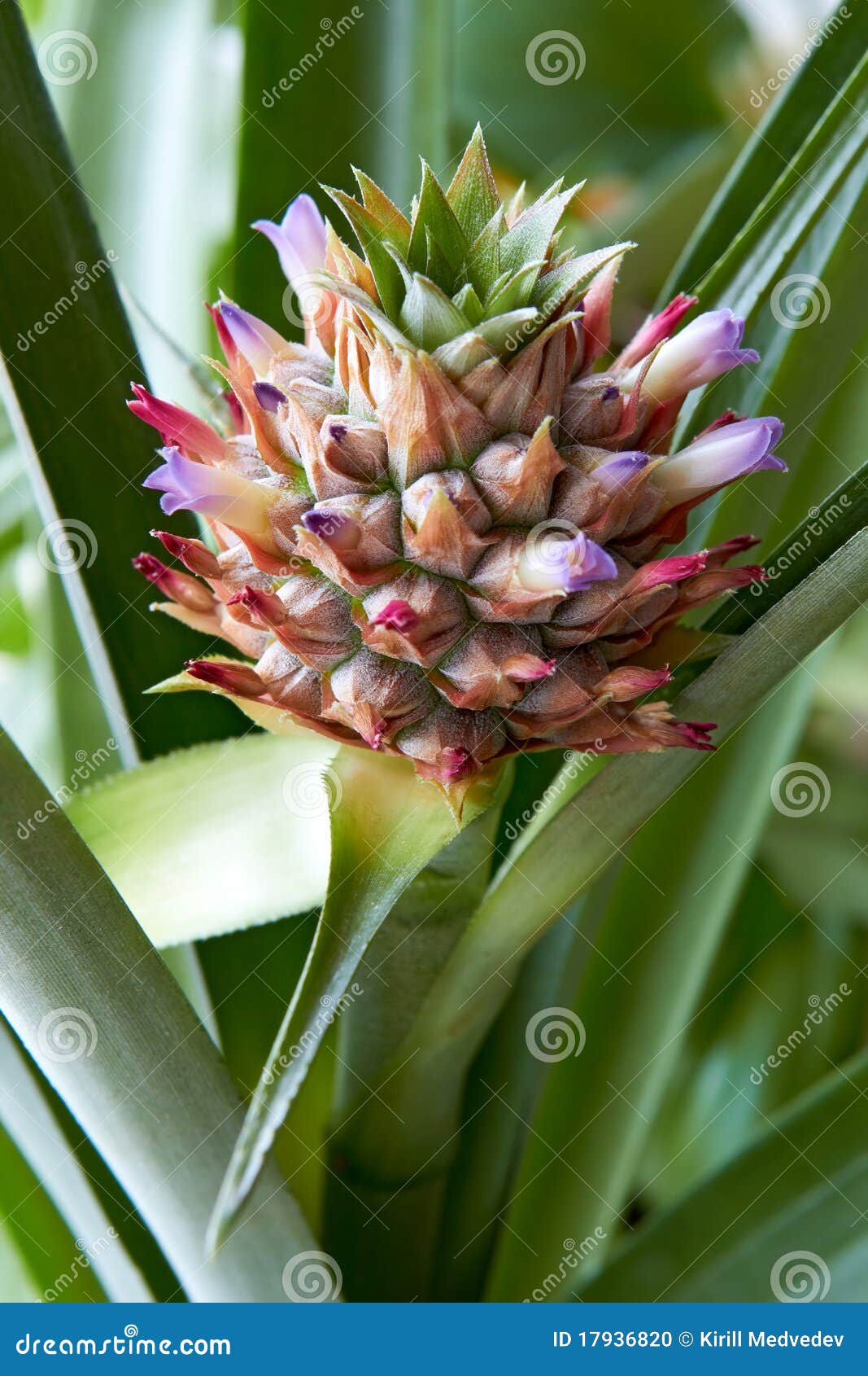 Ananas Fruit and Flower stock photo. Image of cultivated - 17936820