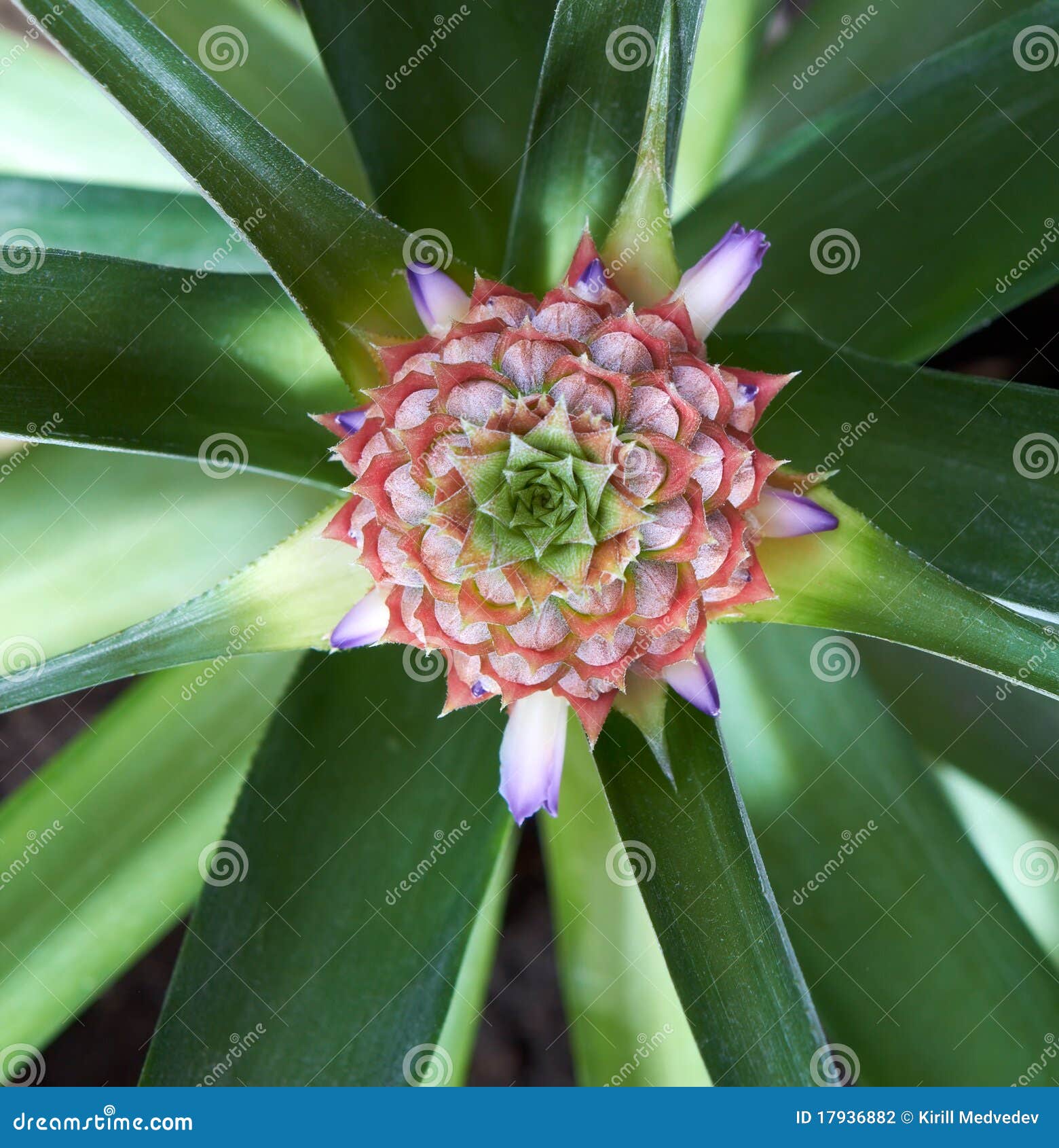 Ananas Fruit and Flower stock photo. Image of countryside - 17936882