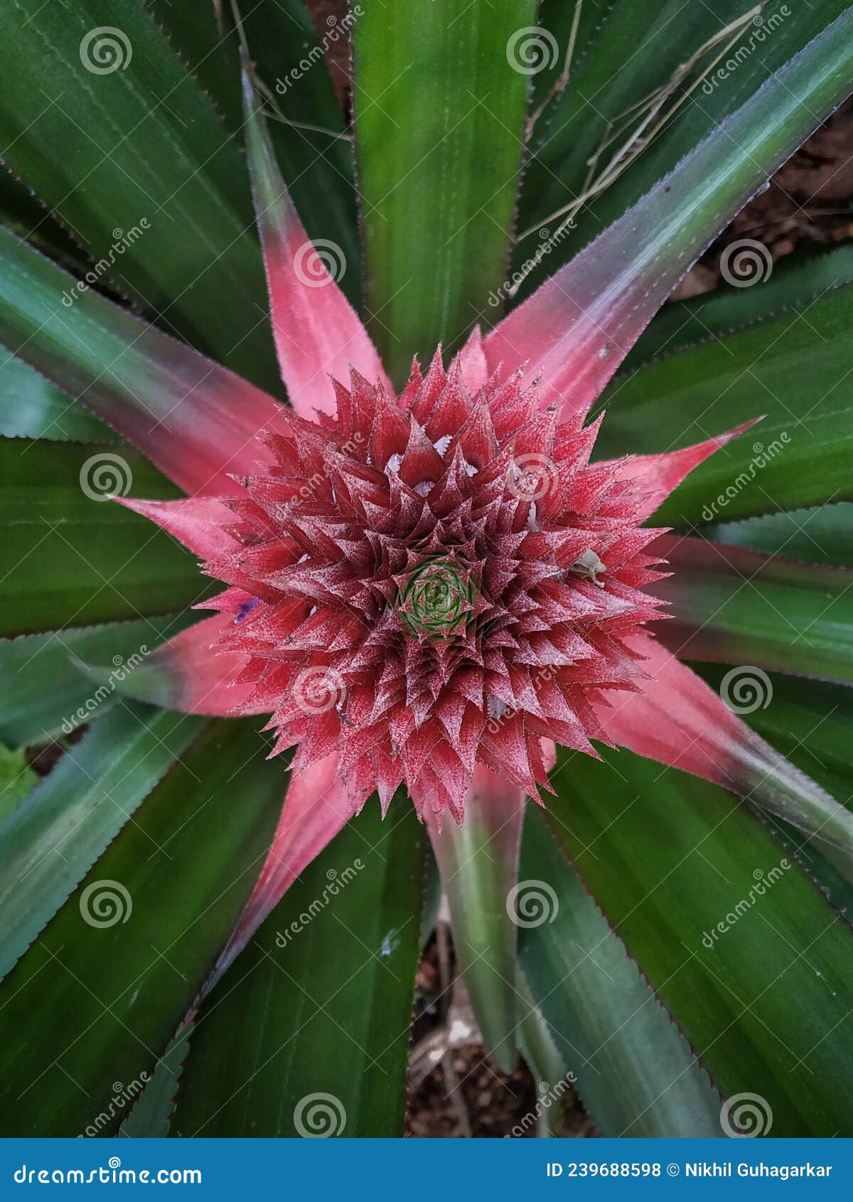 Ananas Growing in Tropical Fruit Farm Stock Photo - Image of farm ...