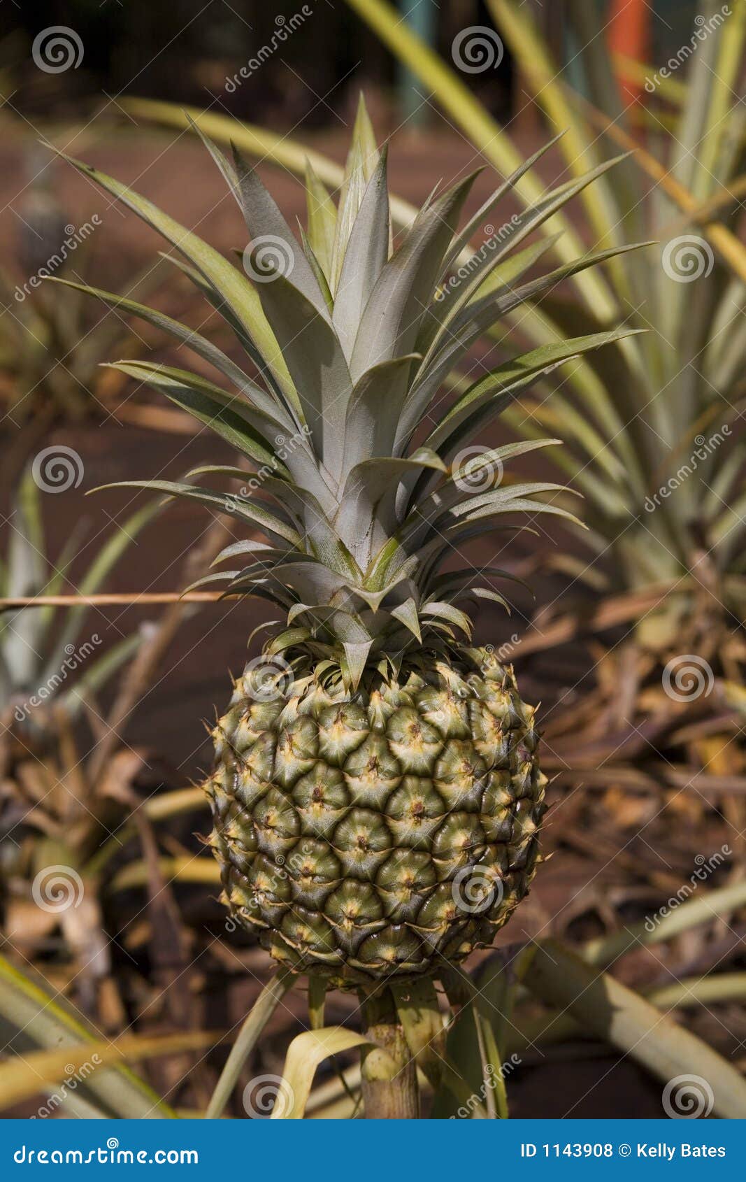 Ananas H14 auf dem Stiel stockfoto. Bild von baum, plantage - 1143908