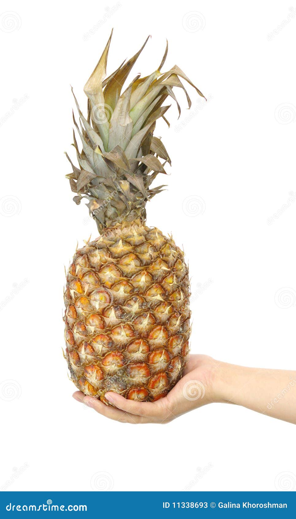 Ananas in hand stock image. Image of isolated, food, fruit - 11338693
