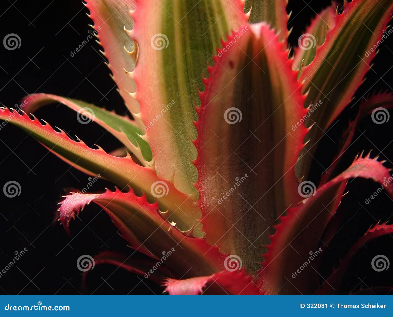 Ananas leaf stock image. Image of citric, brown, tropical - 322081