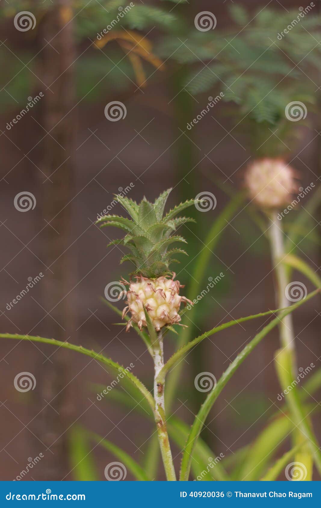 Ananas Lucidus Pineapple stock photo. Image of ananas - 40920036