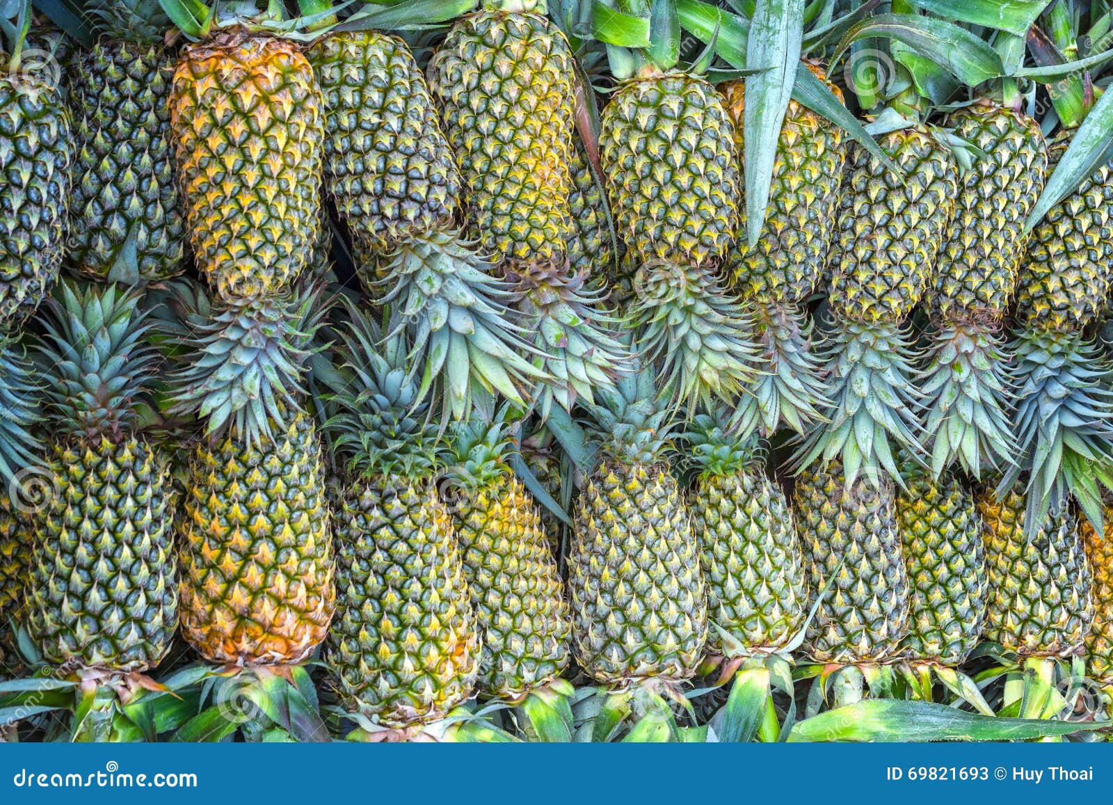 Ananas na oogst stock afbeelding. Image of klimaat, lengte - 69821693