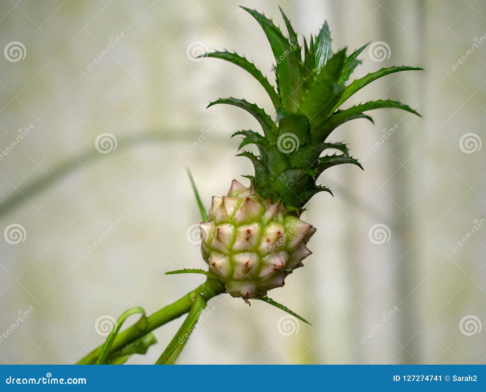 Ananas Nanus, Dwarf Pineapple. Stock Image - Image of natural, fruit ...