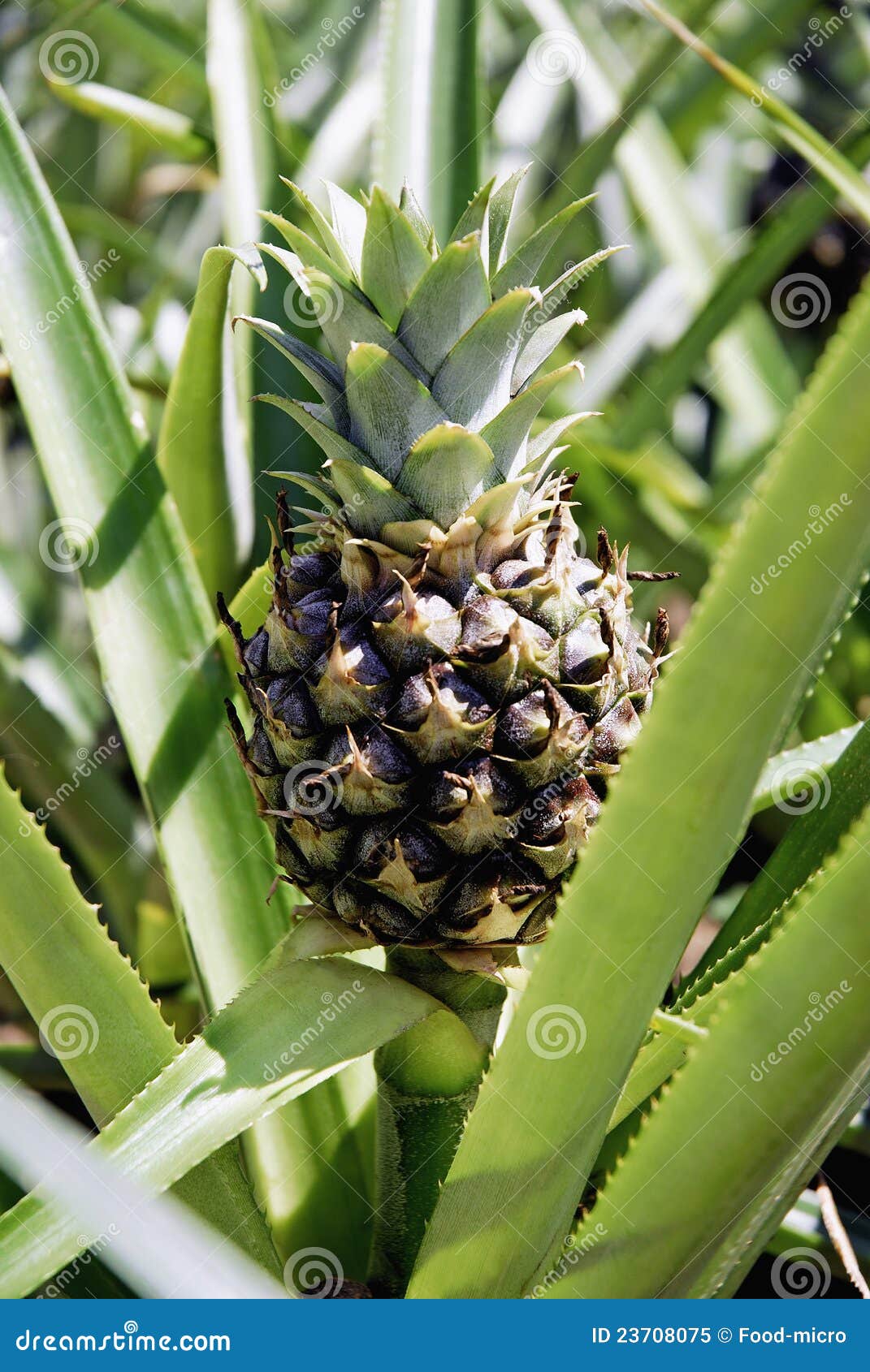 Ananas op de boom stock afbeelding. Image of buiten, ananas - 23708075