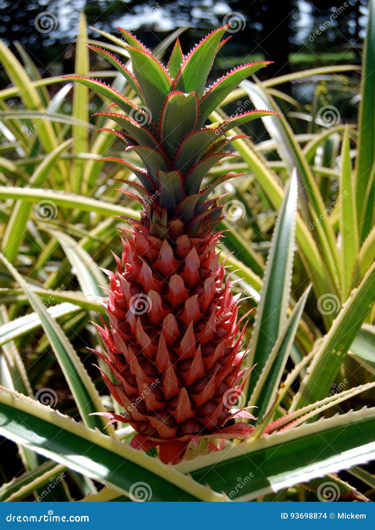 Ananas op de wijnstok stock foto. Image of rijp, oahu - 93698874